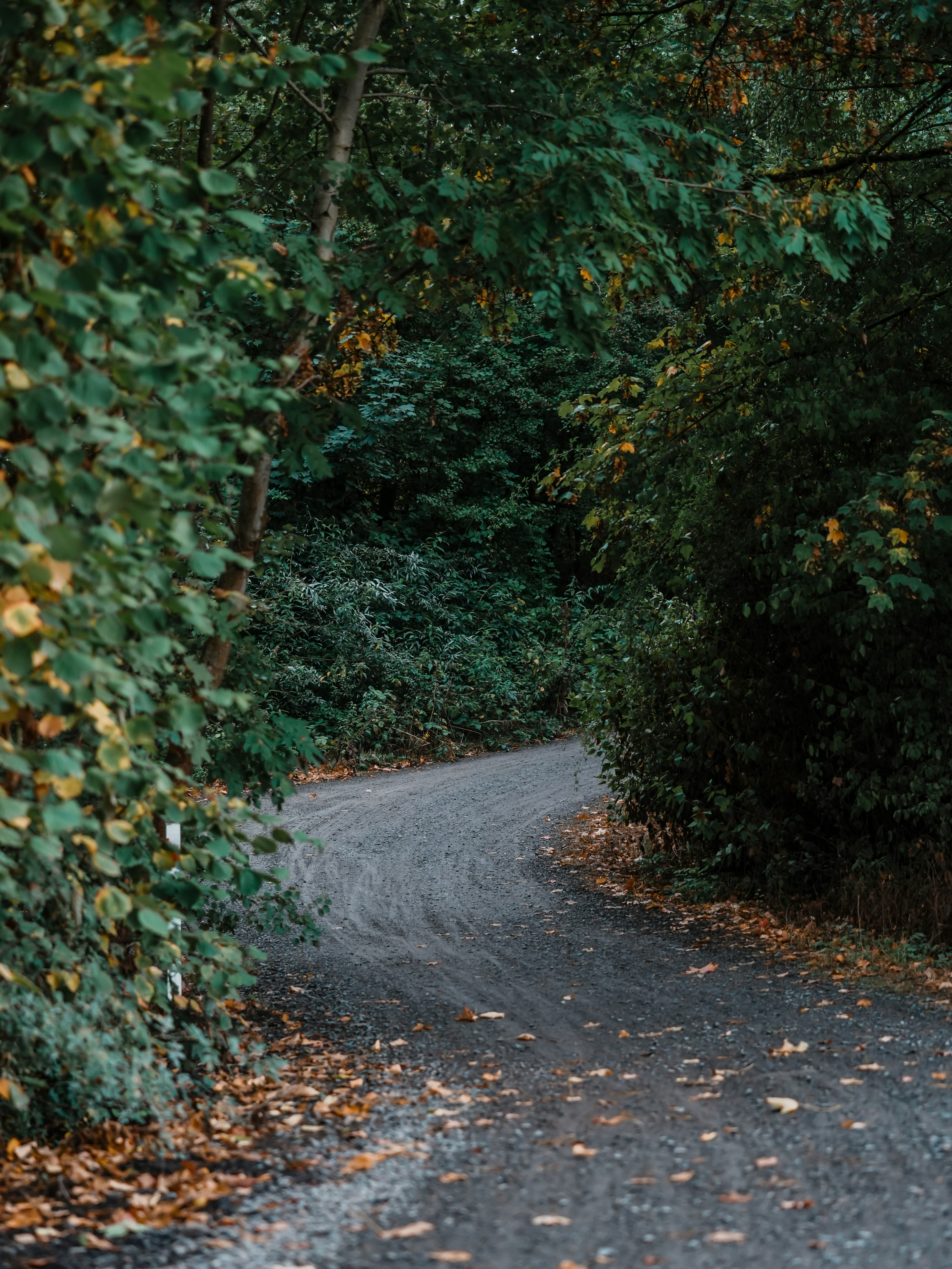 Path through Green Veil: A Quiet Forest Gravel Run