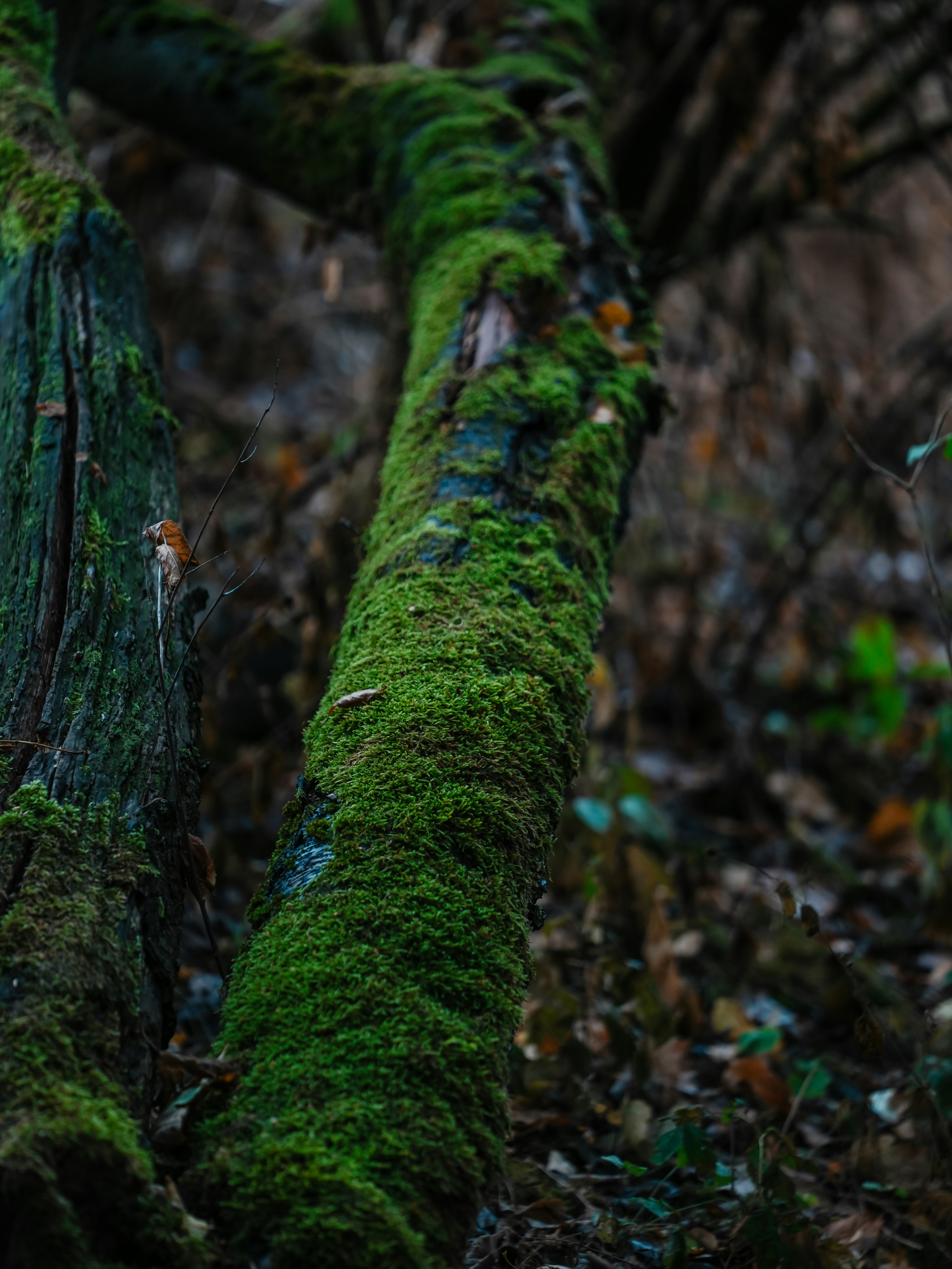 Moss-Cloaked Trunk in Quiet Forest Understory