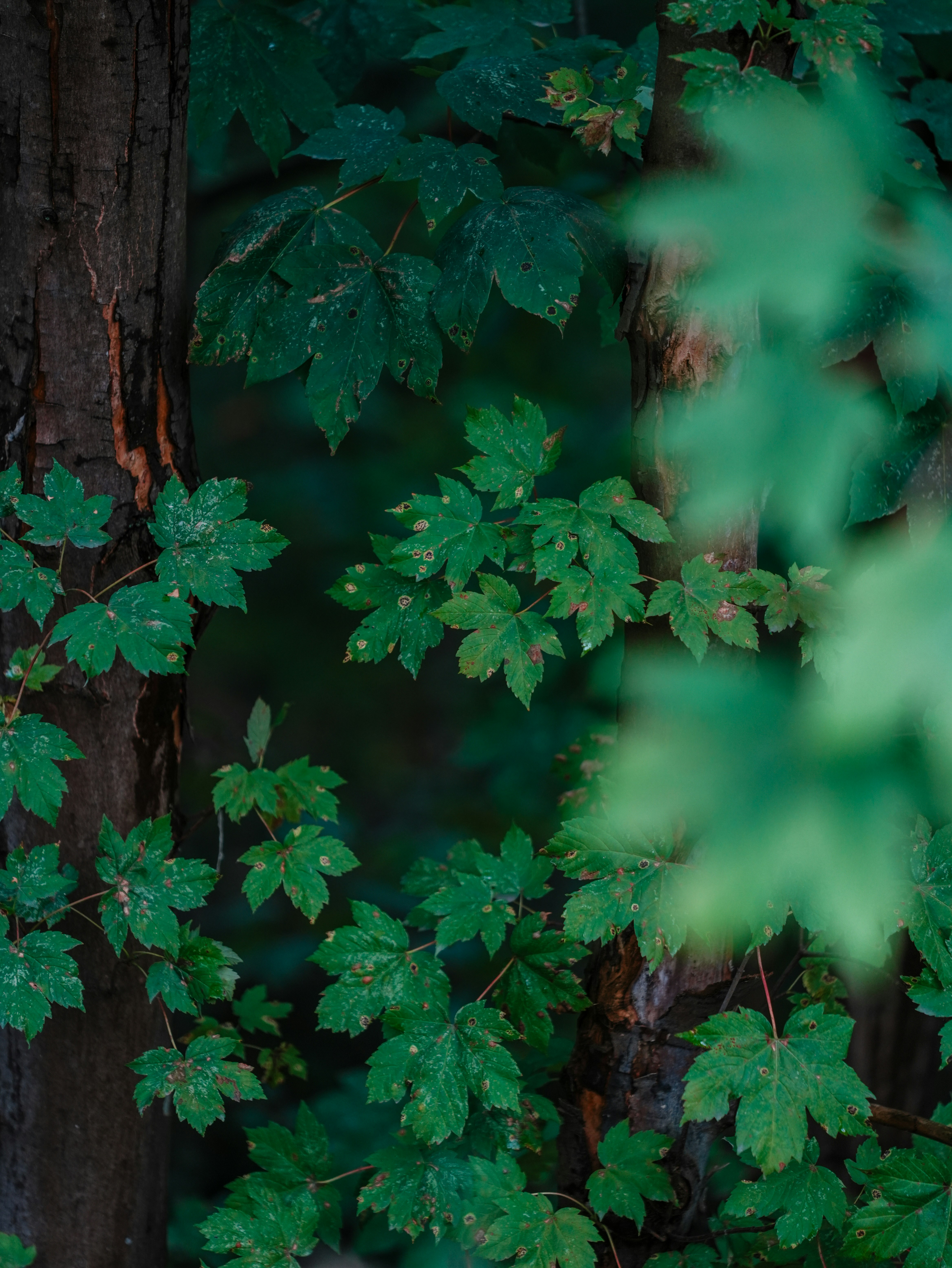 Emerald Veil: foliage clings to rugged bark in dim forest light