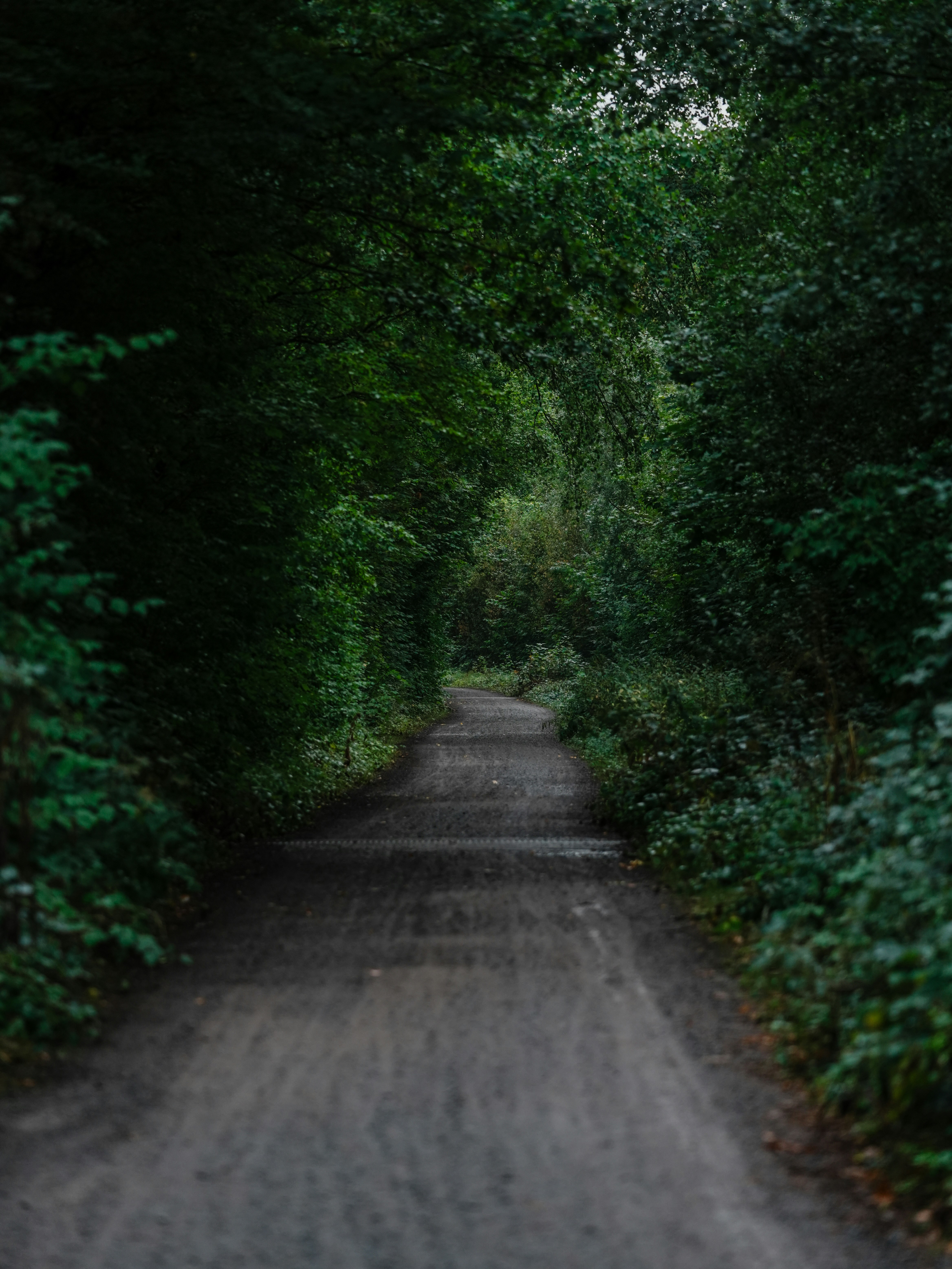 A Quiet Path Through the Green Corridor