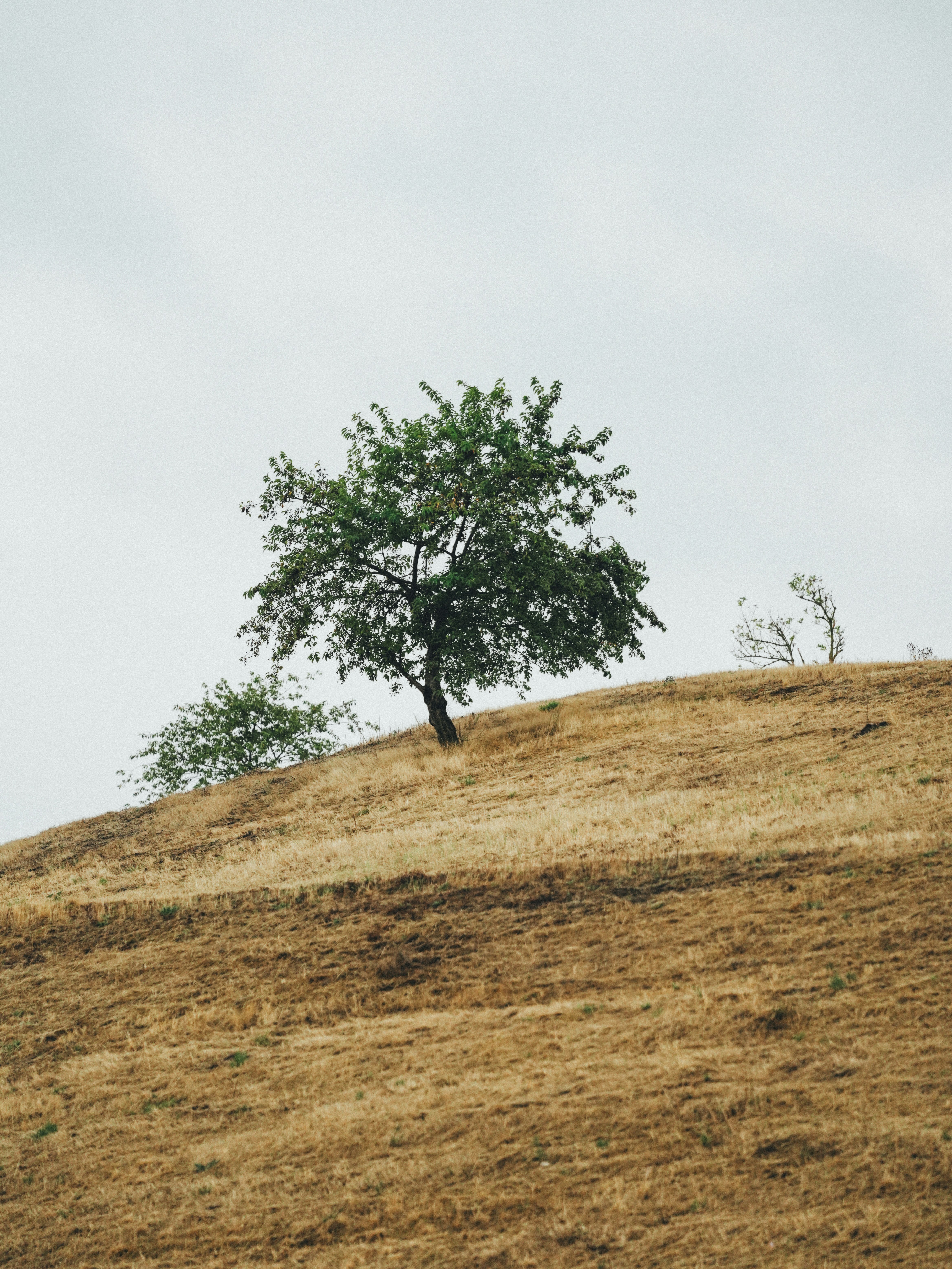 Tree on a Gentle Slope: Lone Orchard Sentinel Against a Quiet Sky
