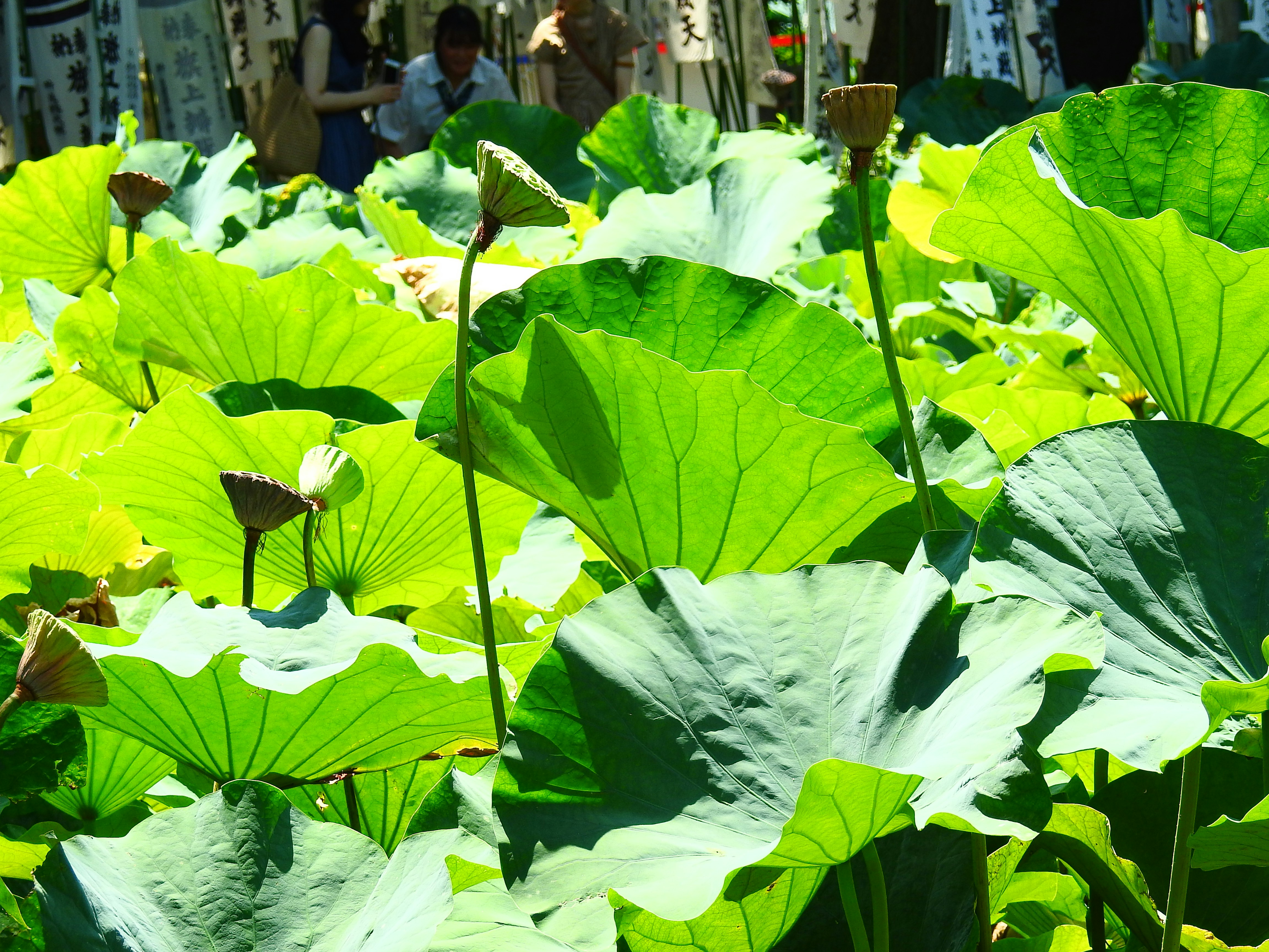 Emerald Canopy over a Sea of Lotus