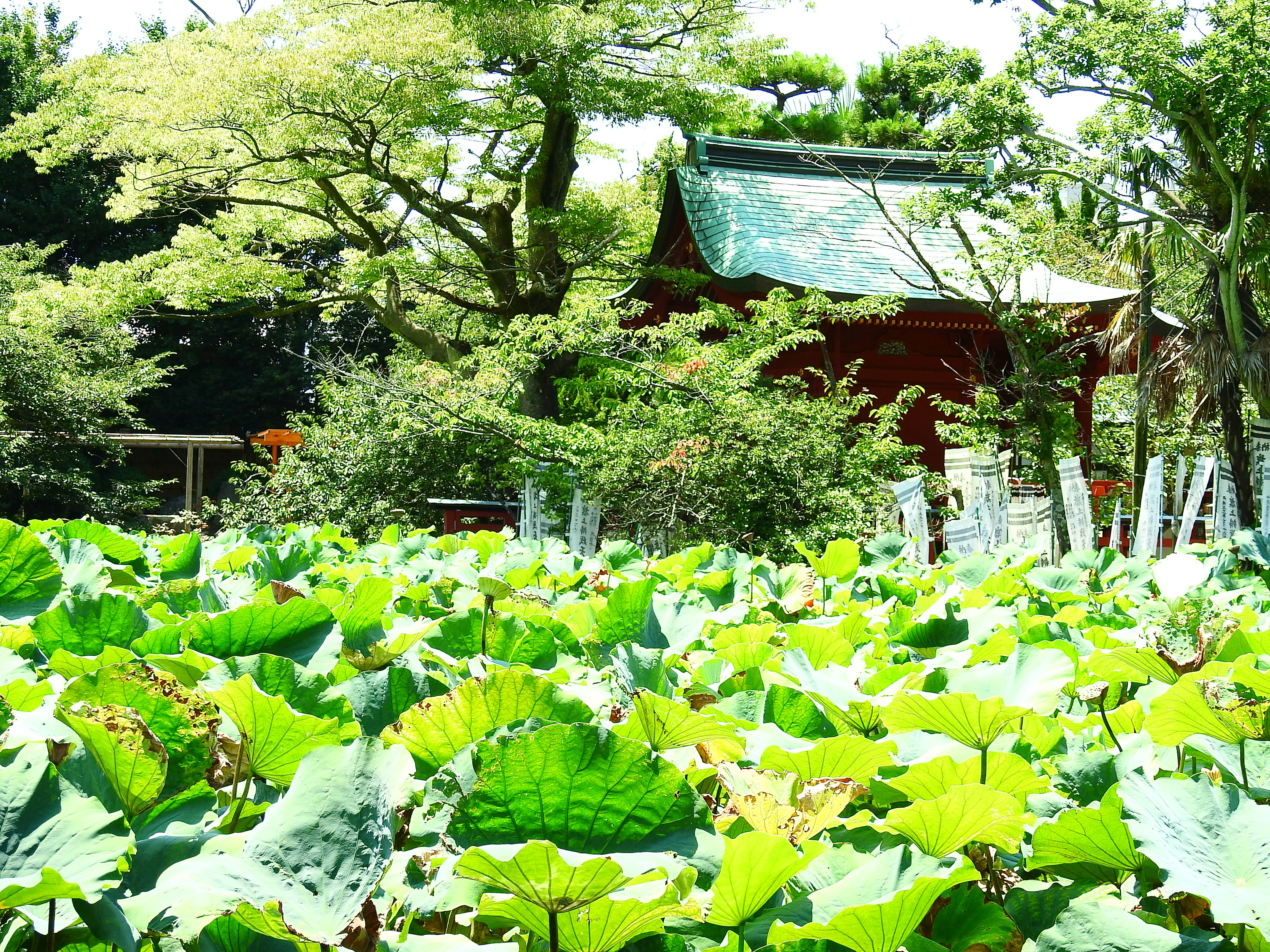 Lush lotus-filled foreground with a serene temple backdrop
