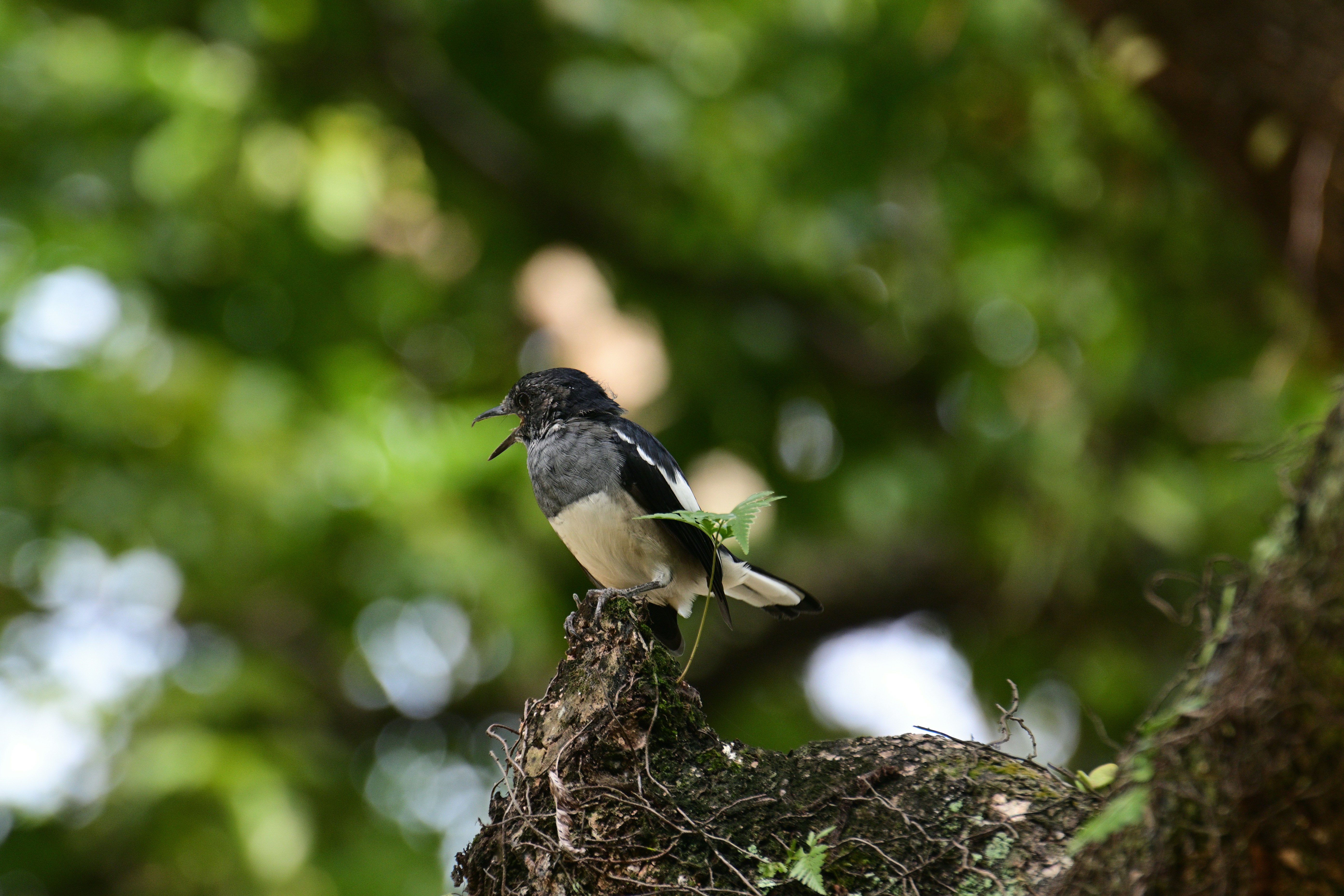 Bird on a Mossy Perch: A Moment of Song