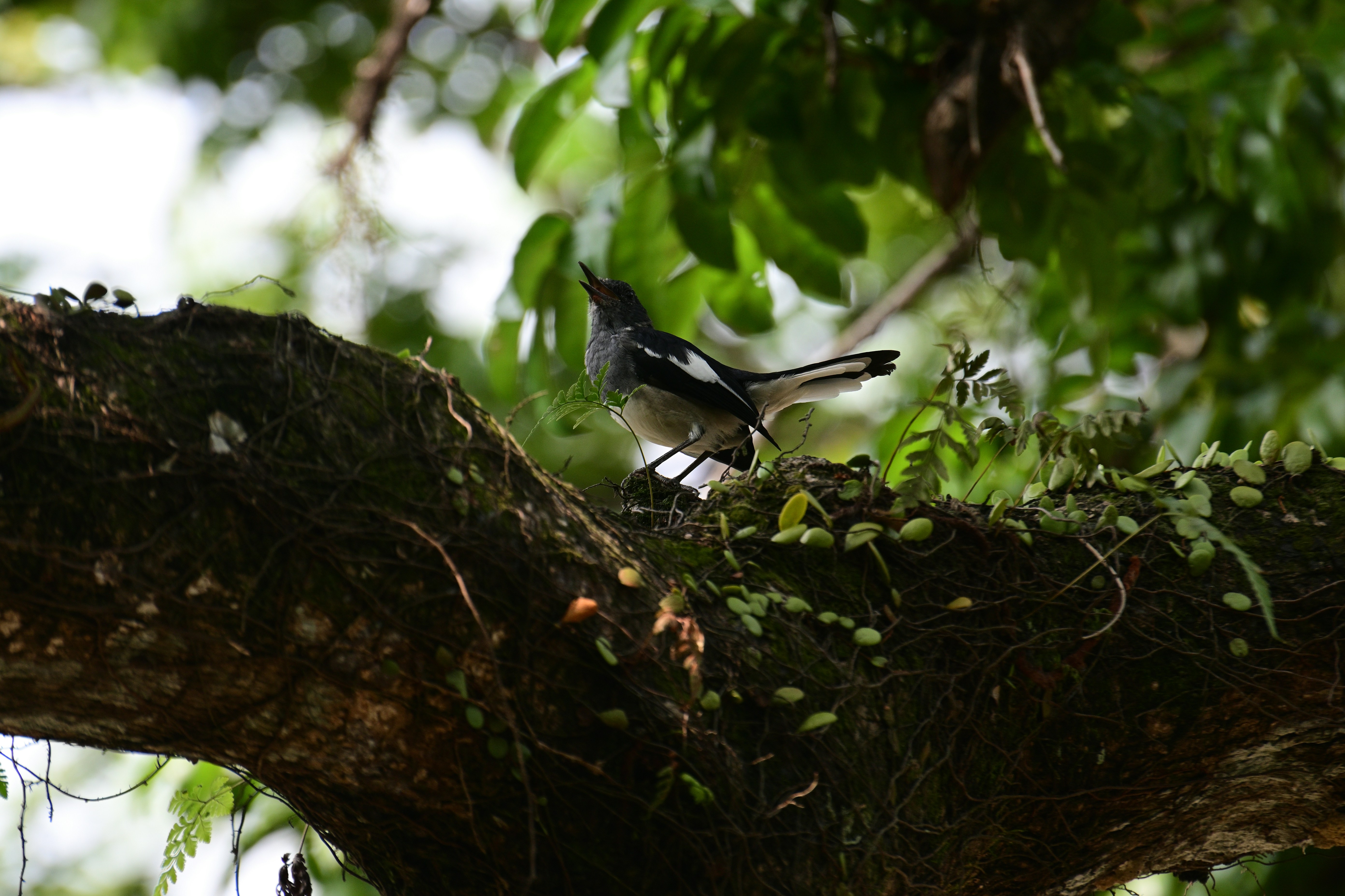 Black-and-White Warbler Silhouette on a Verdant Branch
