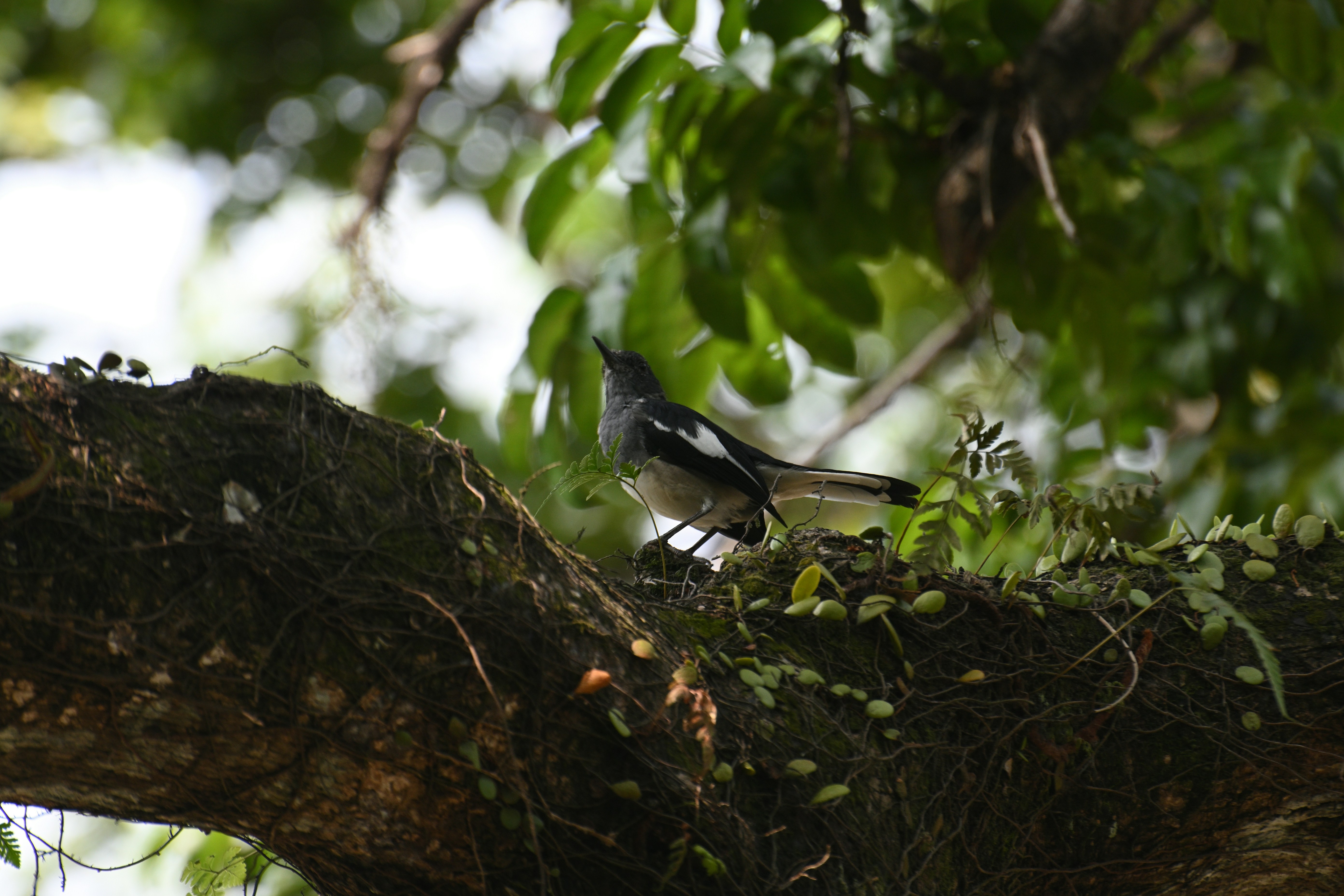 Perched Black-and-White Warbler in Dappled Orchard Light