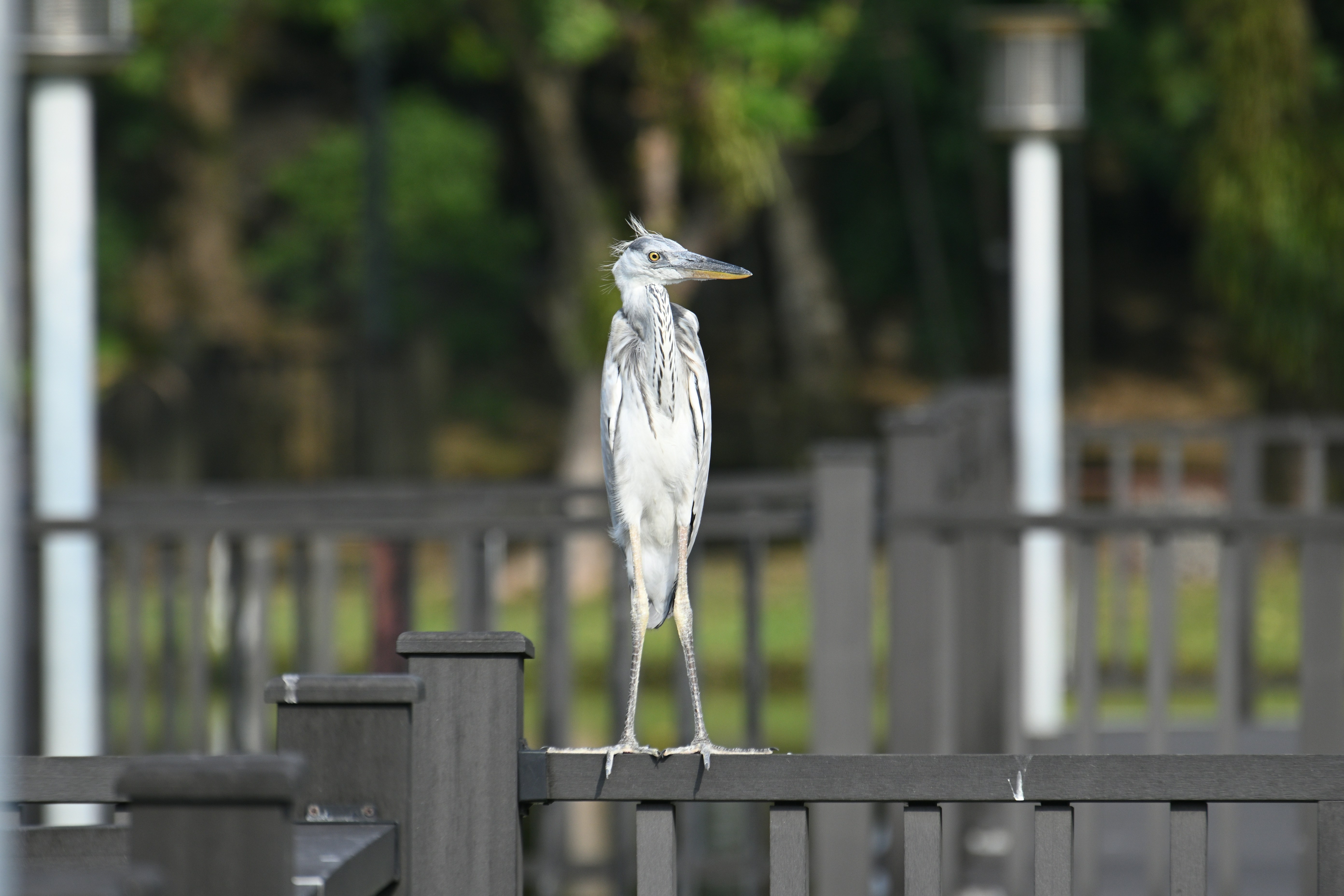 Quiet Heron on a Boardwalk: Watchful in Gray Plumage