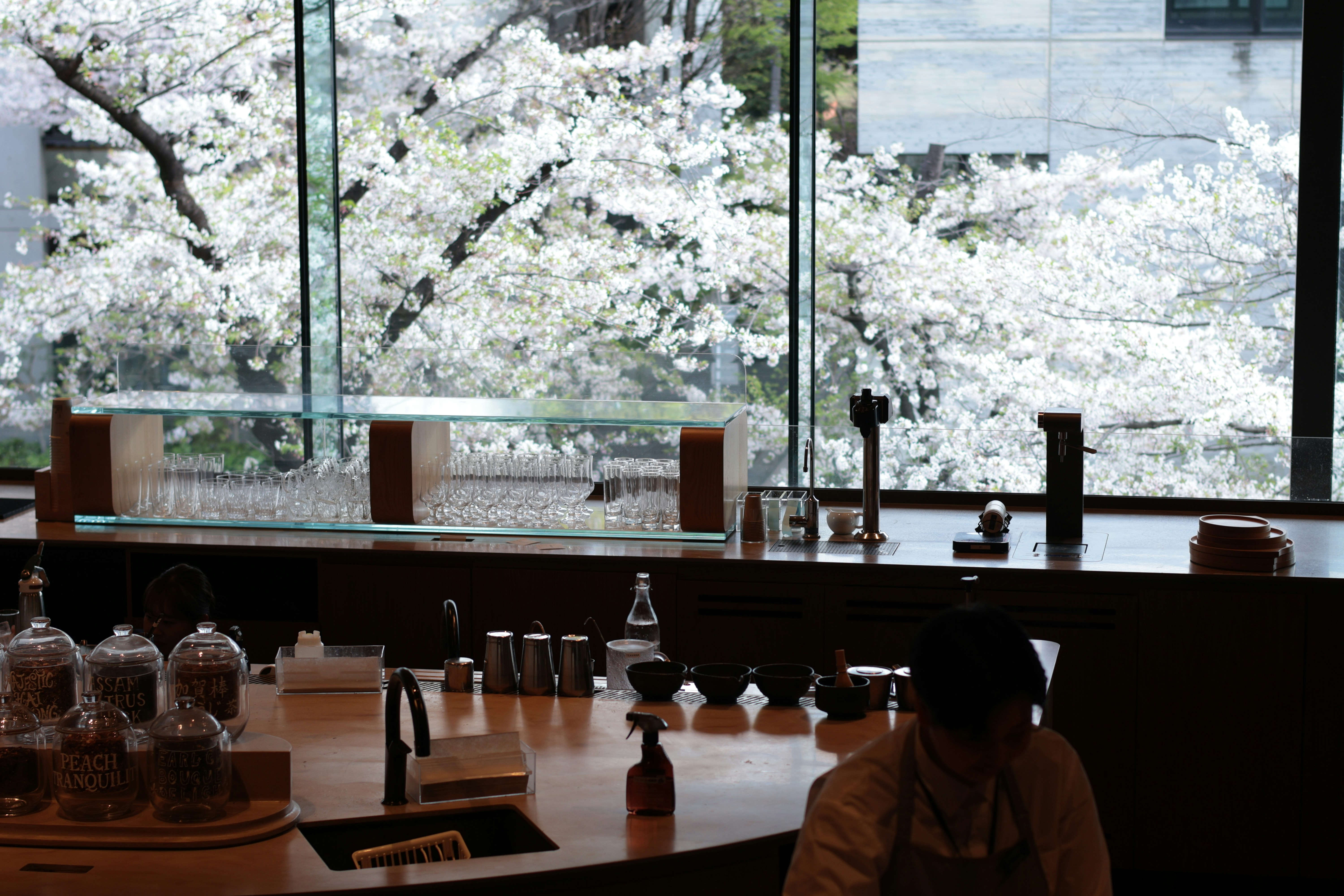 Cherry Window Blues: Barista at Dusk Behind Glass and Blossoms
