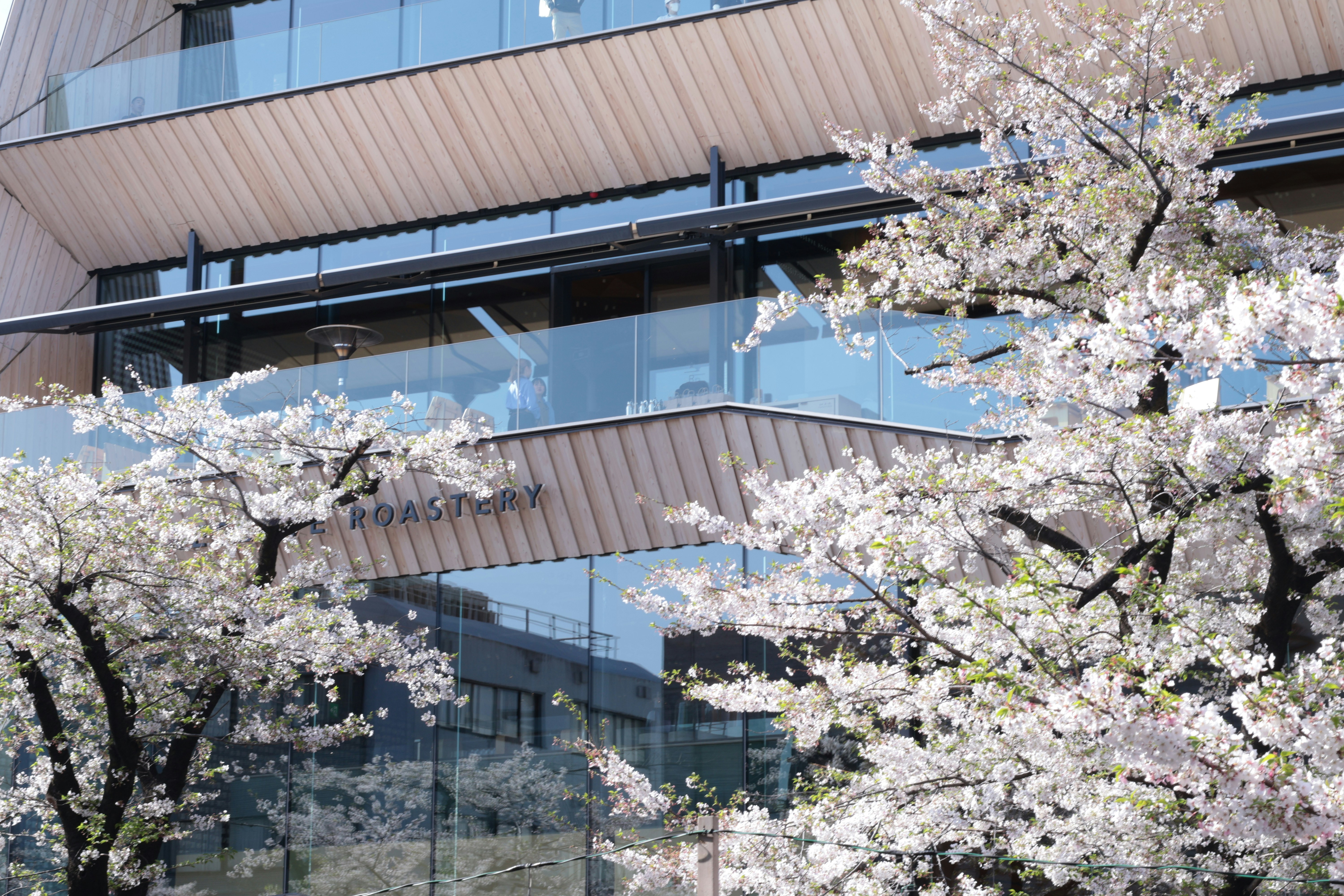 Glass Facade Echoes Cherry Bloom on a Modern Terrace