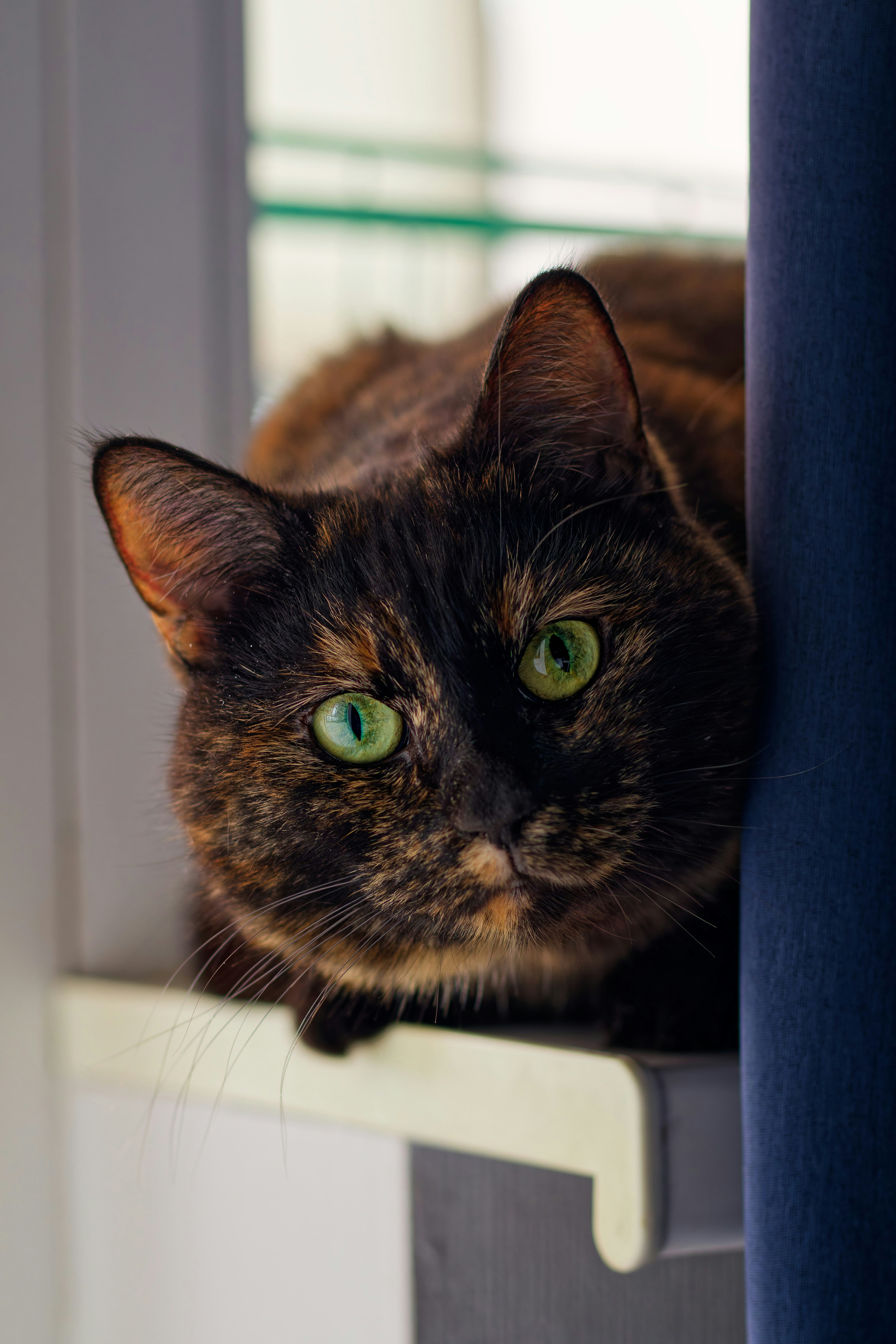 Emerald Gaze: A Curious Cat Stares from a Windowsill Nook