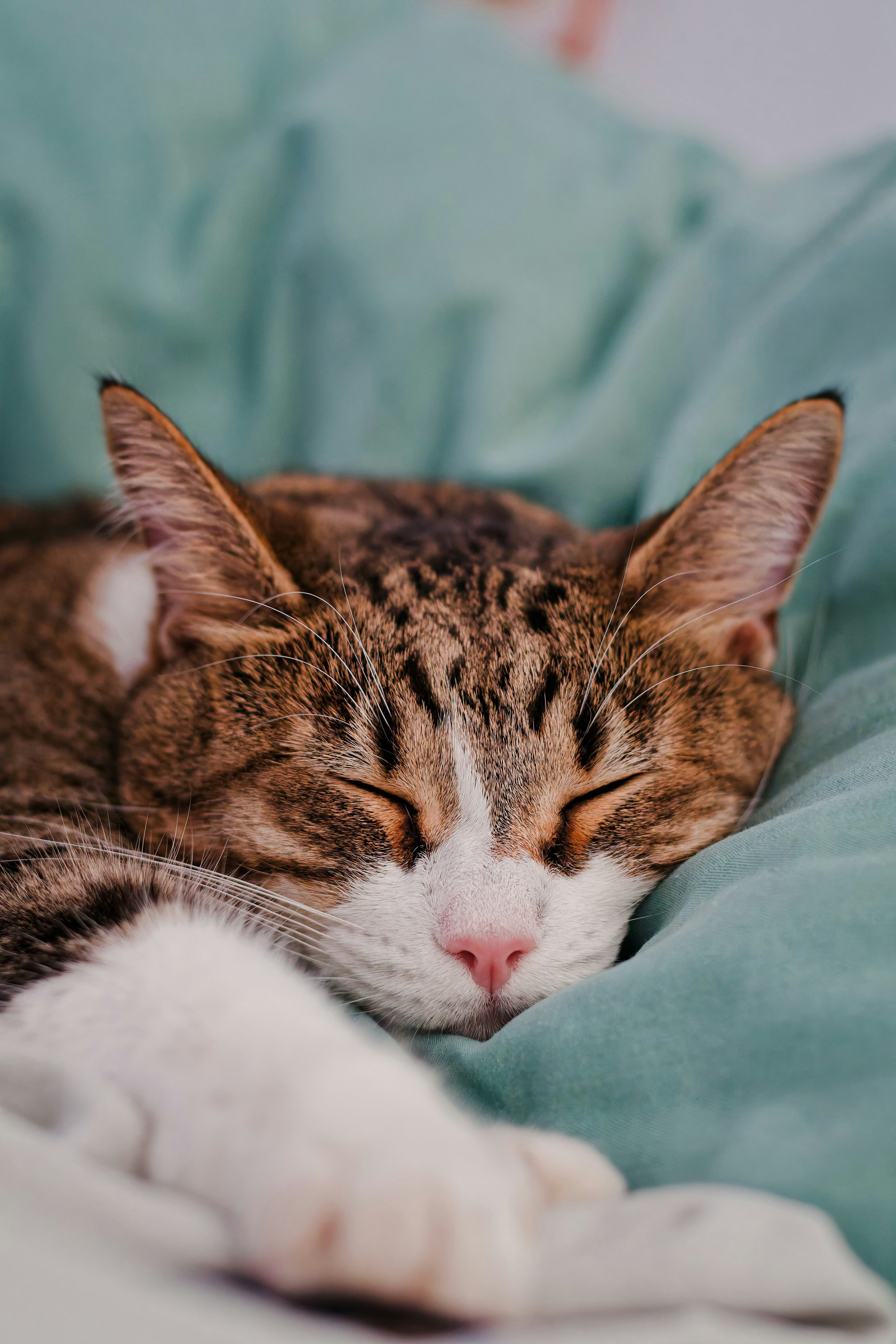 Dreamy Catnap on a Teal Cloud