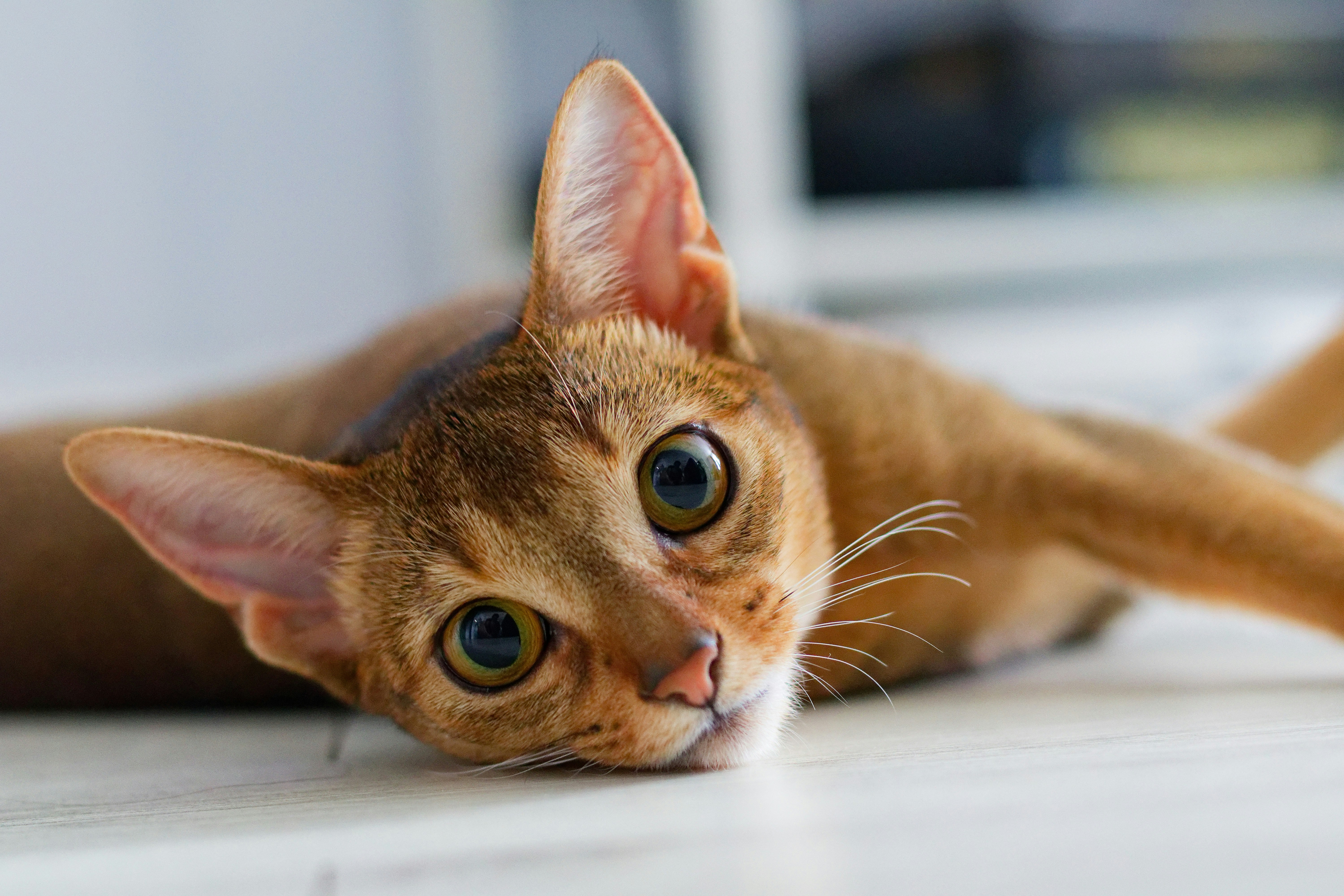 Curled Ear, Wide-Eyed Whimsy: A Cat's Quiet Repose on Bright Floors
