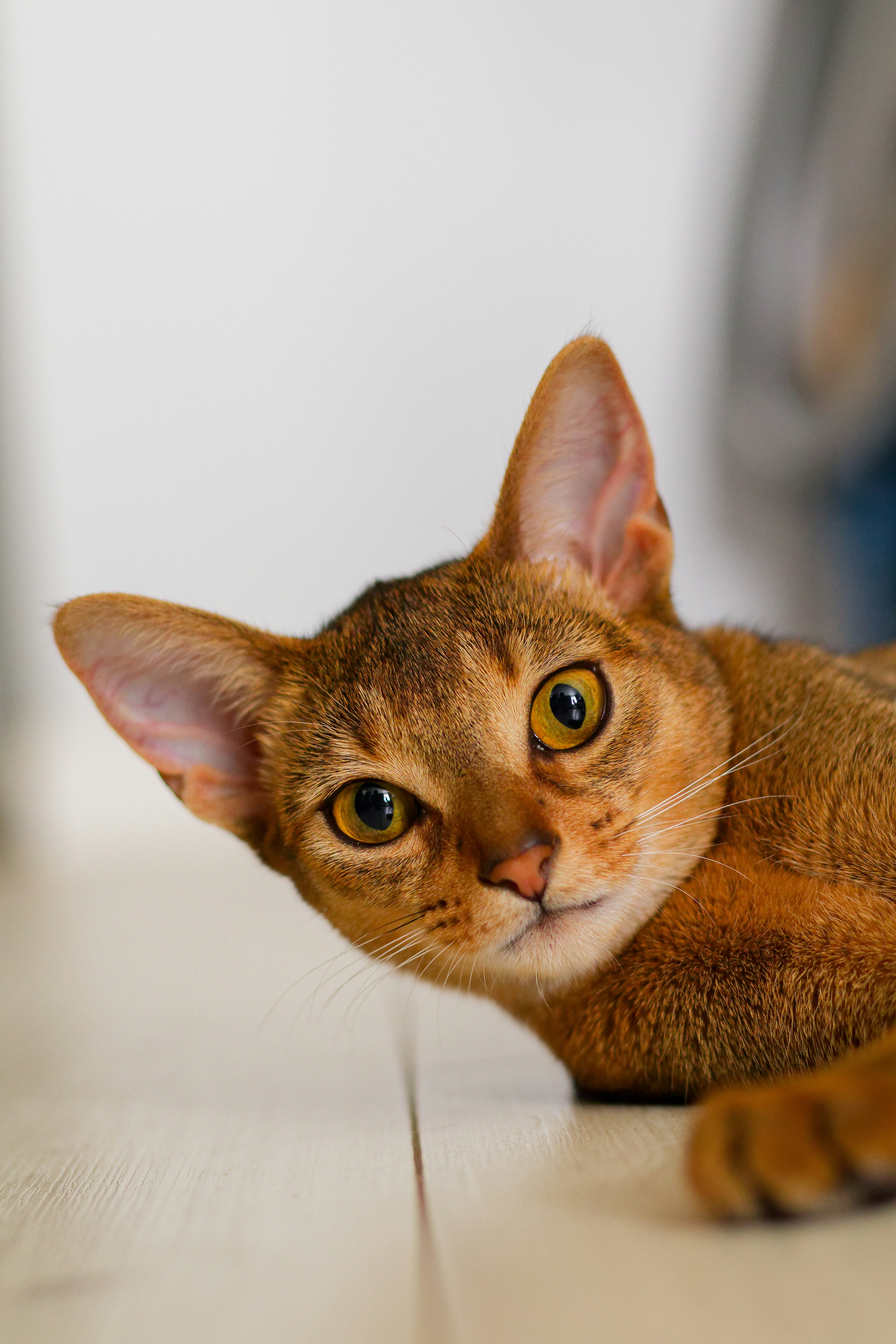 Curious Gaze: A Whiskered Pause on the Floor