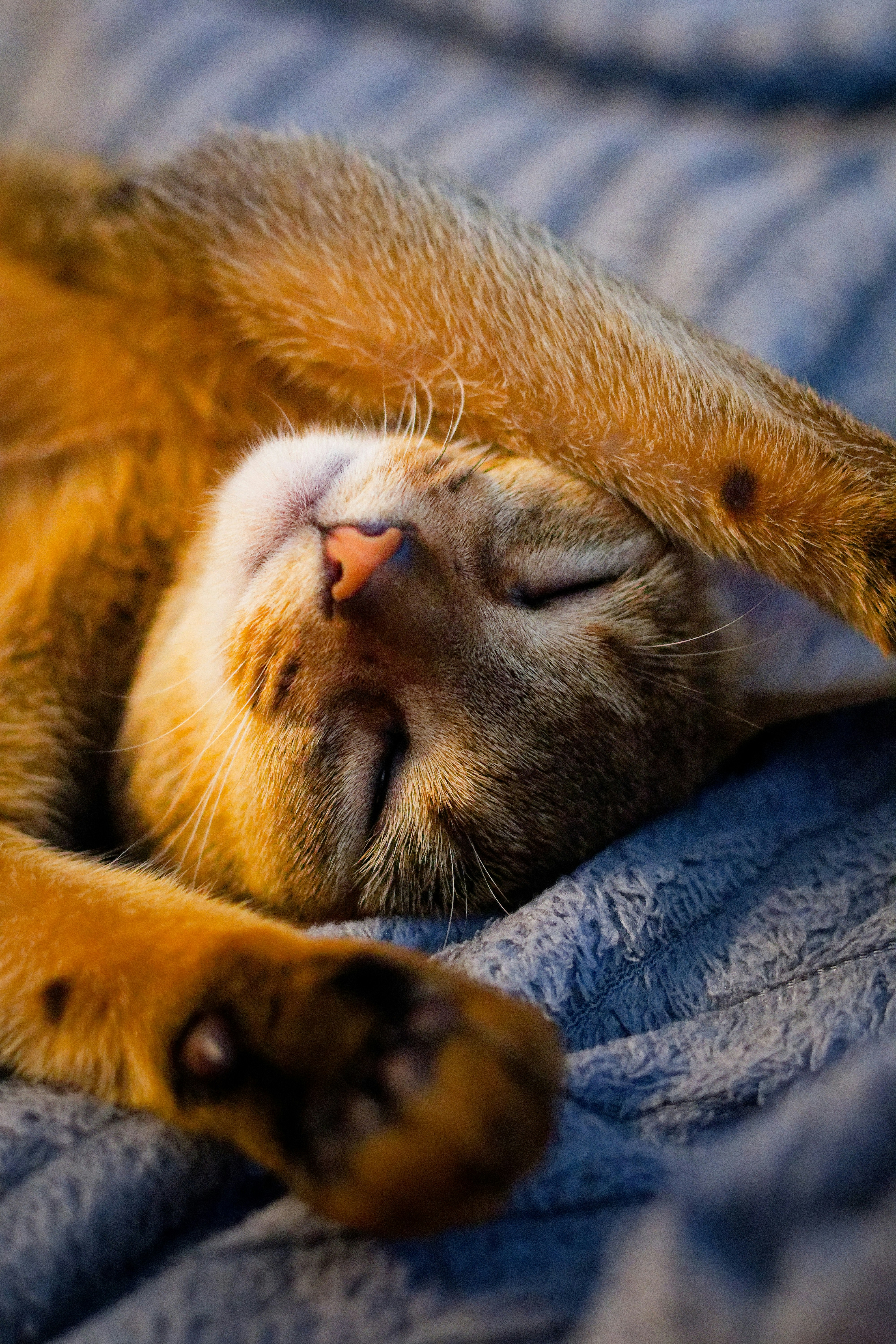 Dreamy Paws: A Slumbering Snout in Soft Sunlit Fur