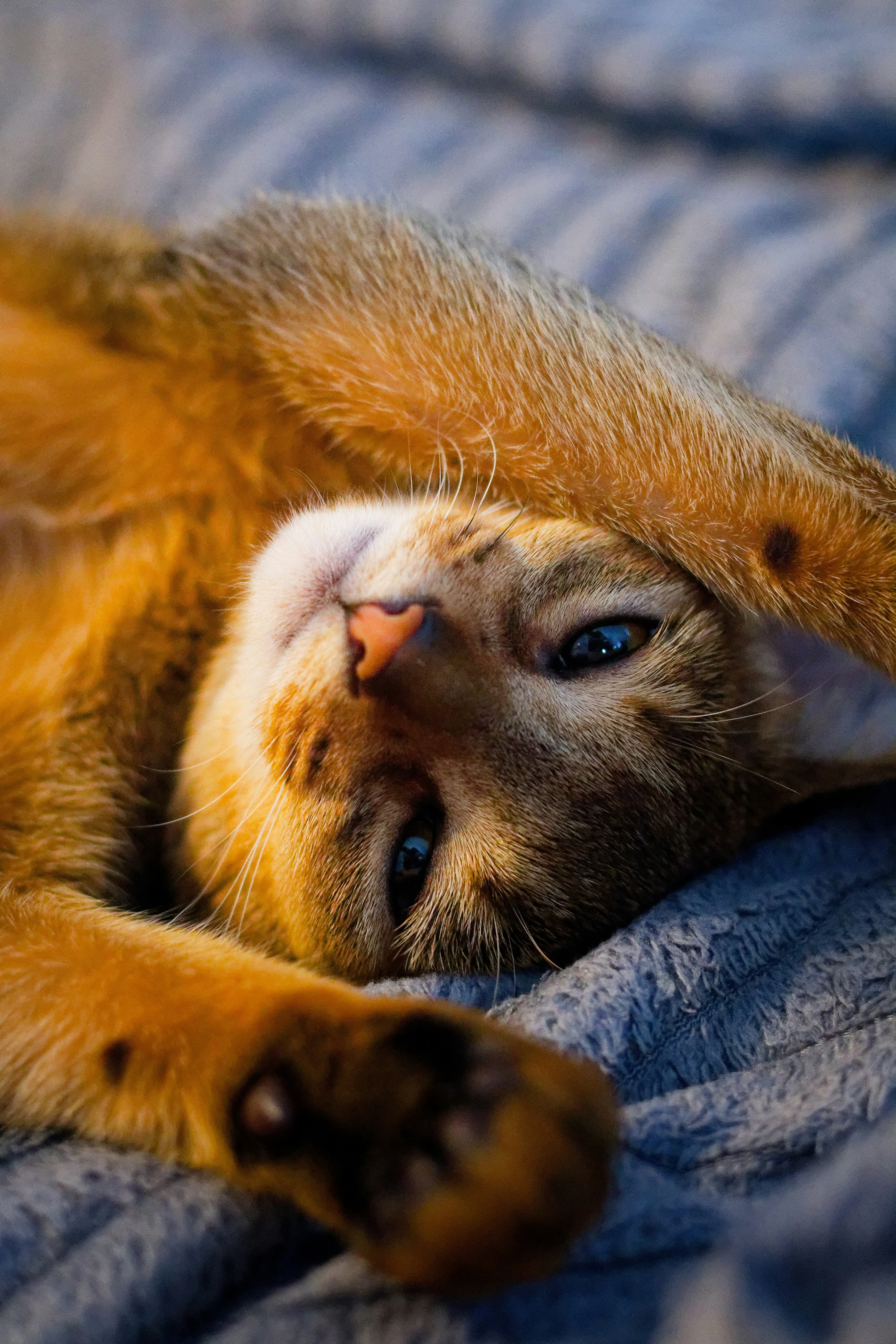 Sleeping feline under a warm, striped blanket