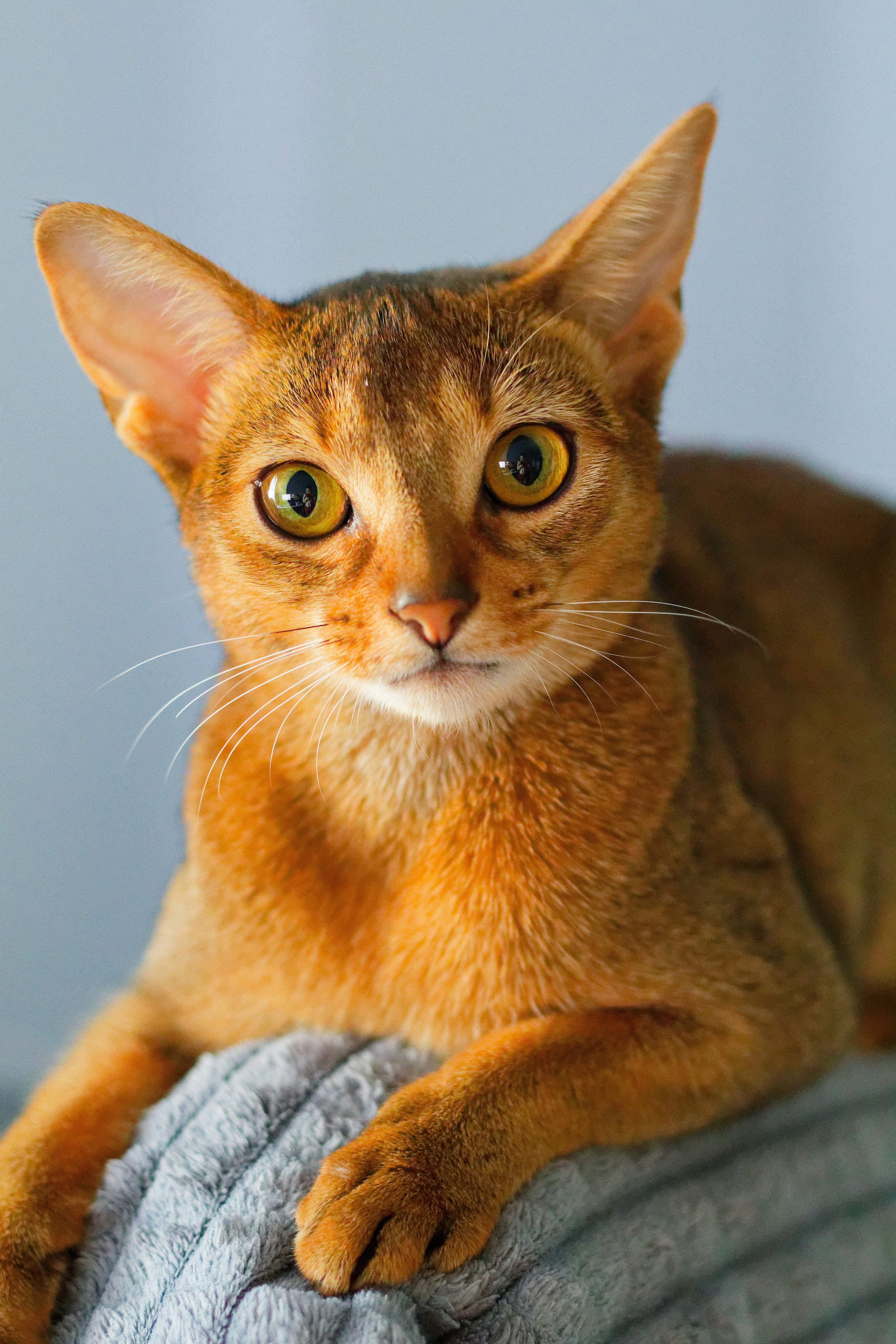 A Curious Gaze: Golden-Eyed Cat on a Soft Blue Mantle