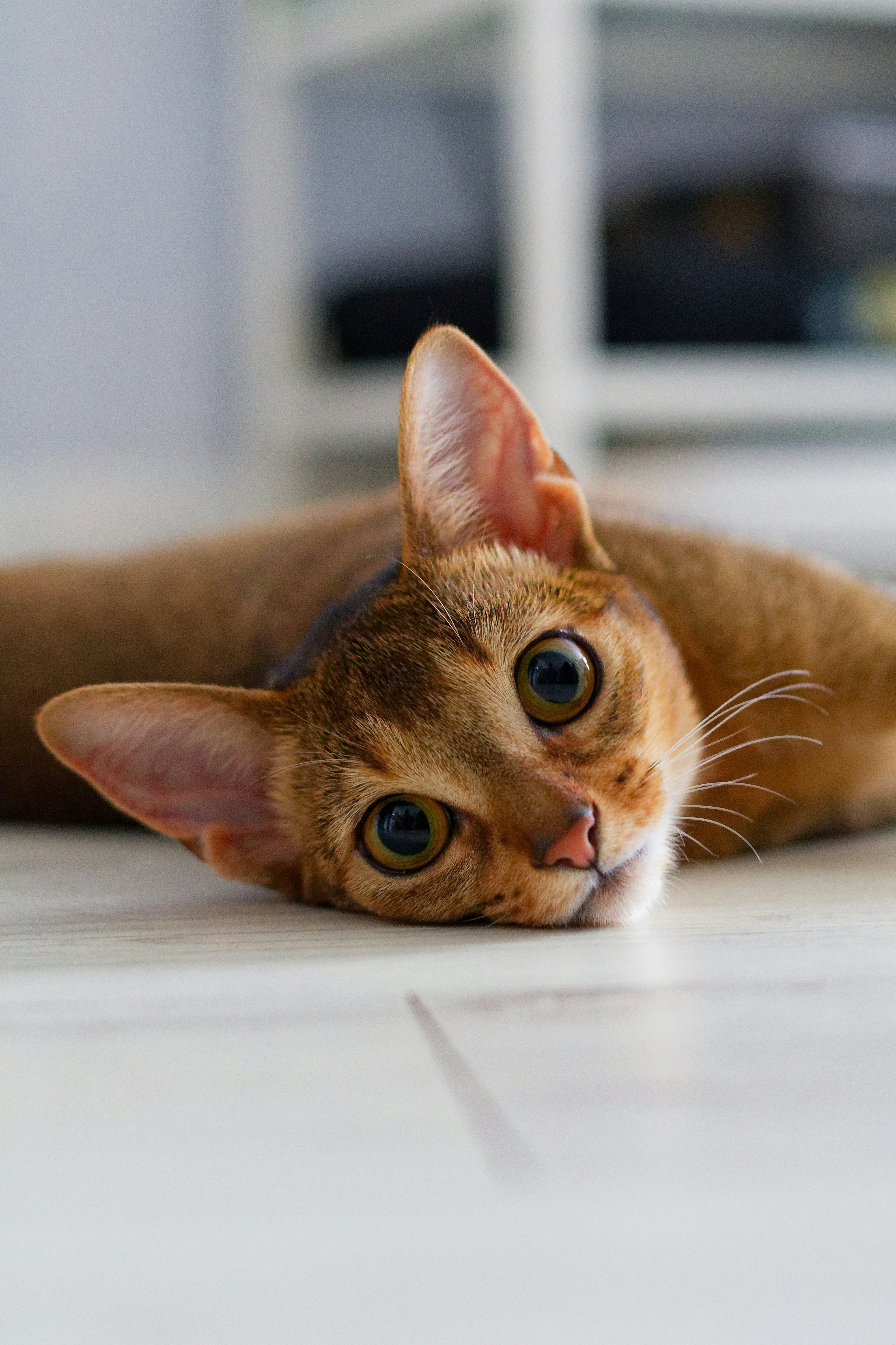 Curious Cat in a Quiet Indoor Moment