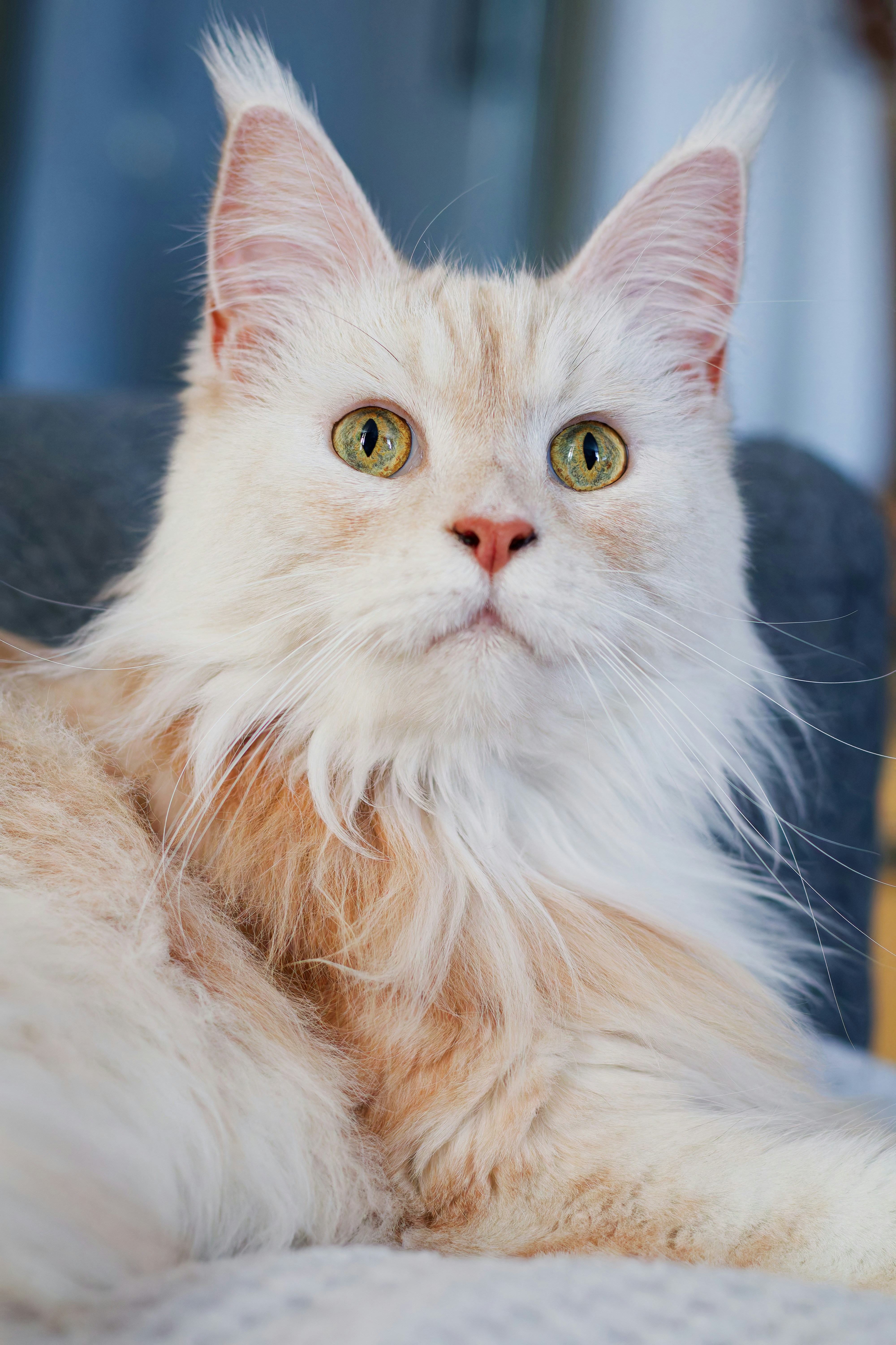 Golden Eye: A Soft-Furred Portrait of a Cream Cat
