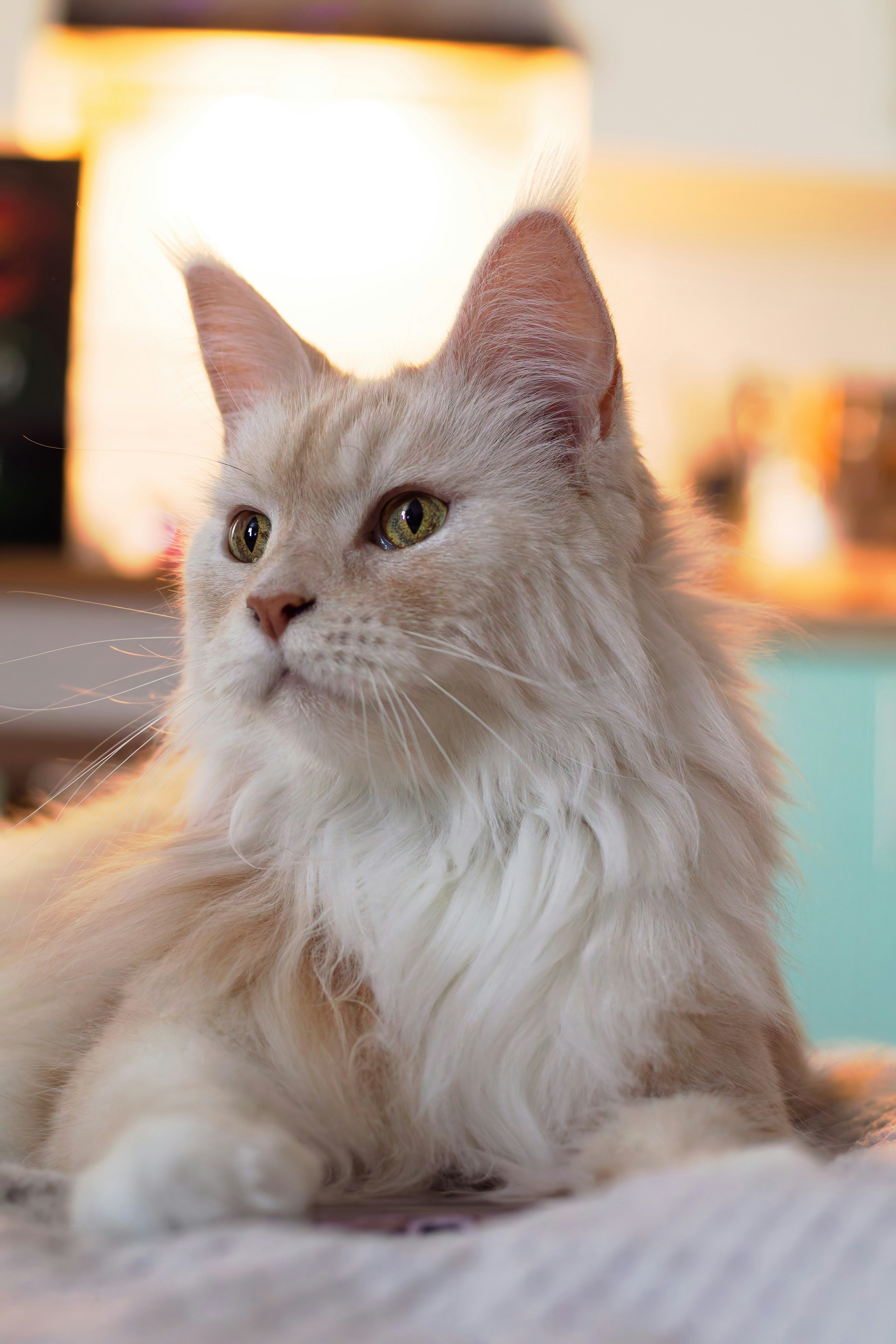 Soft-Gaze Majesty: A Cream Pelted Cat in Warm Indoor Light
