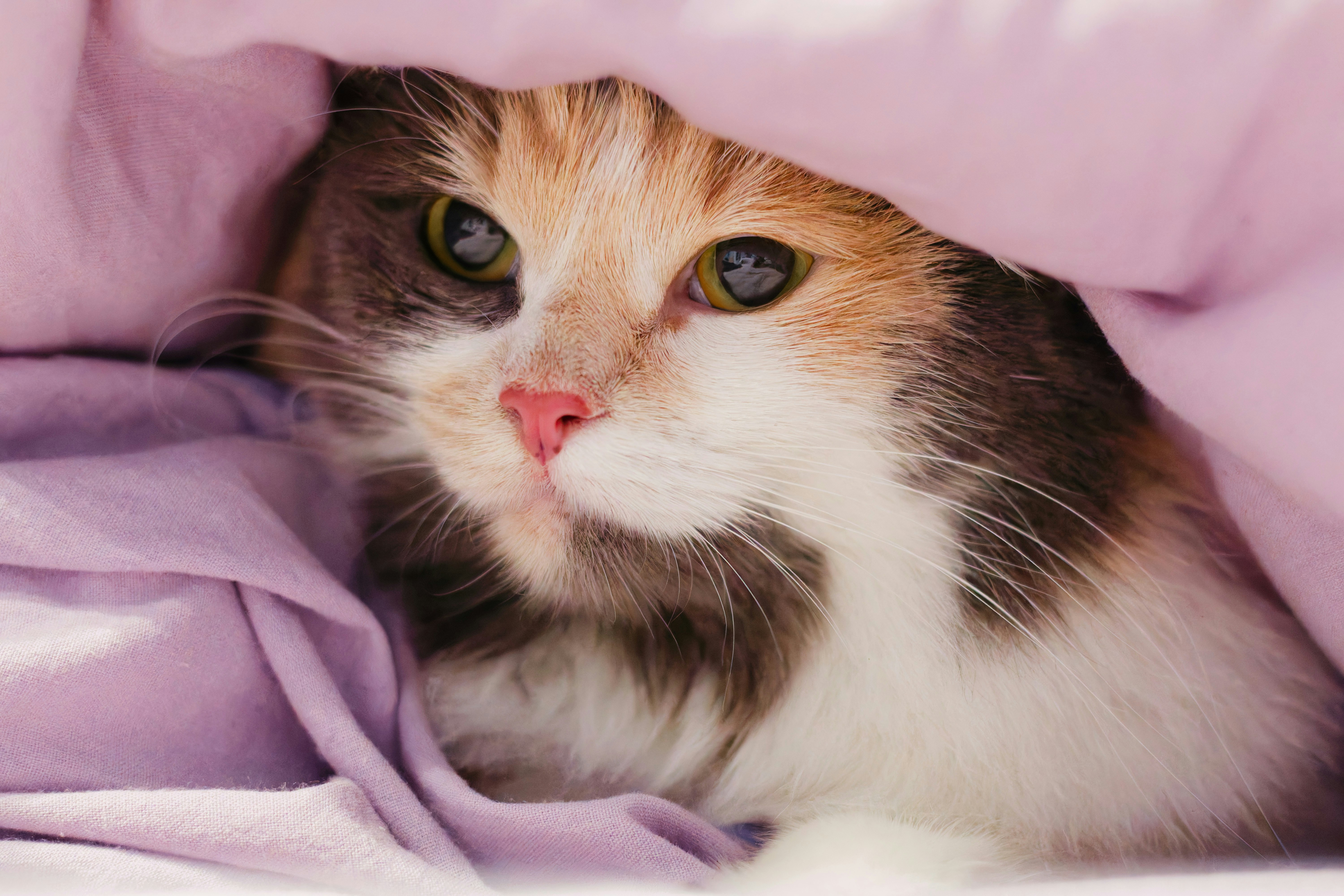 Softly Wrapped in Lavender Light: A Cat’s Quiet Gaze