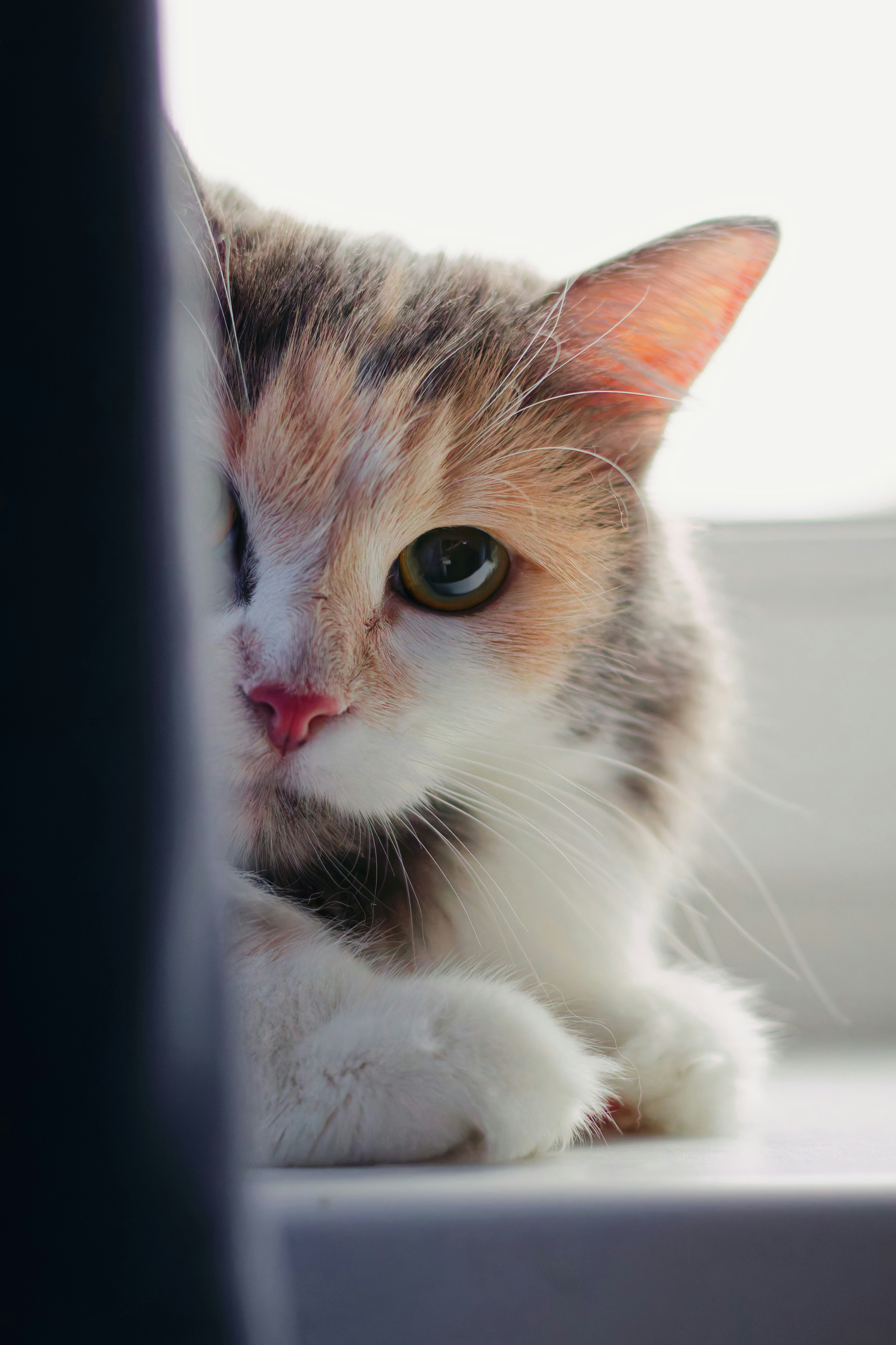 Peek of a Curious Calico: Eyes and Whiskers Revealed