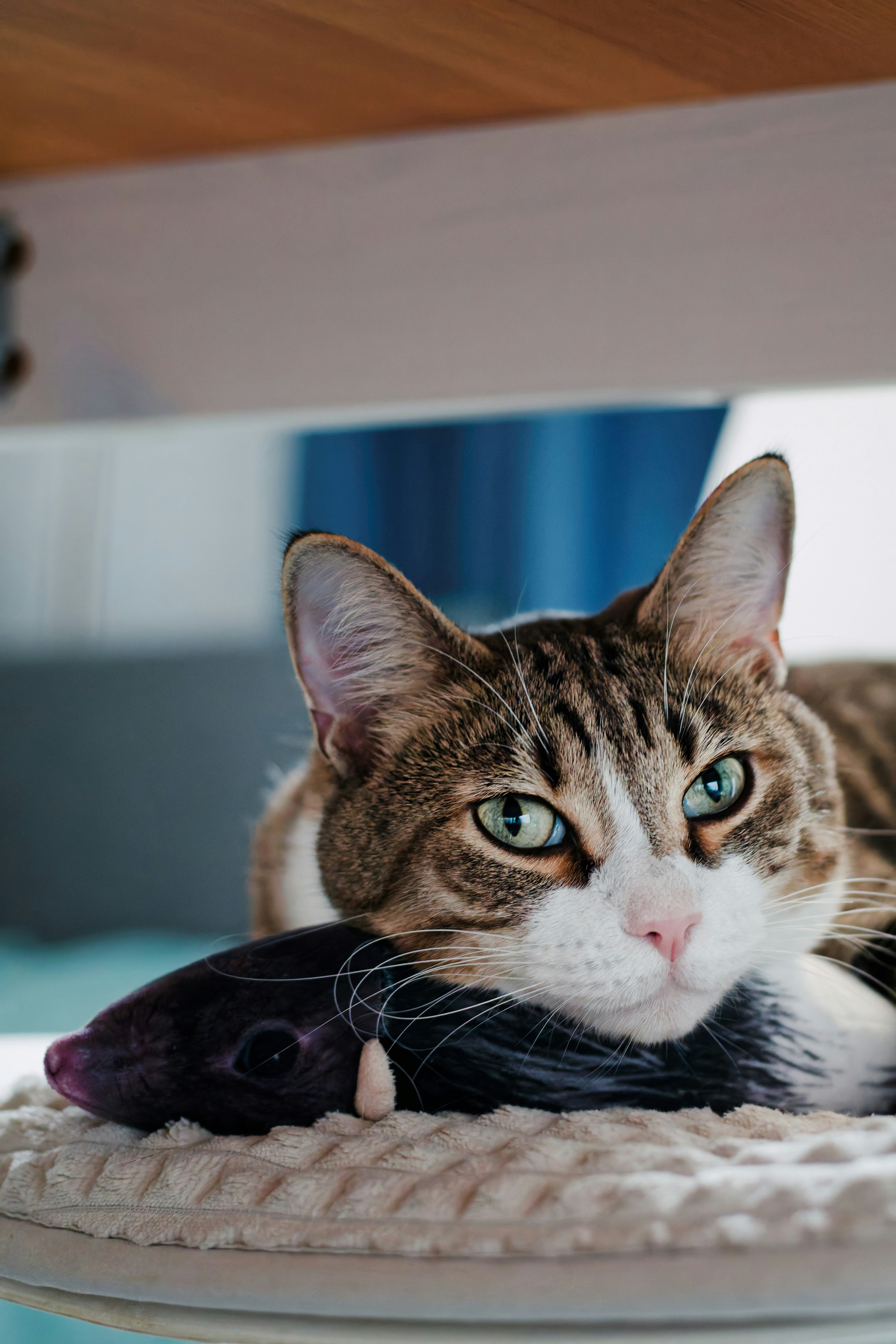 Resting Hunter: A Cat Keeps Vigil Over a Quiet Nap