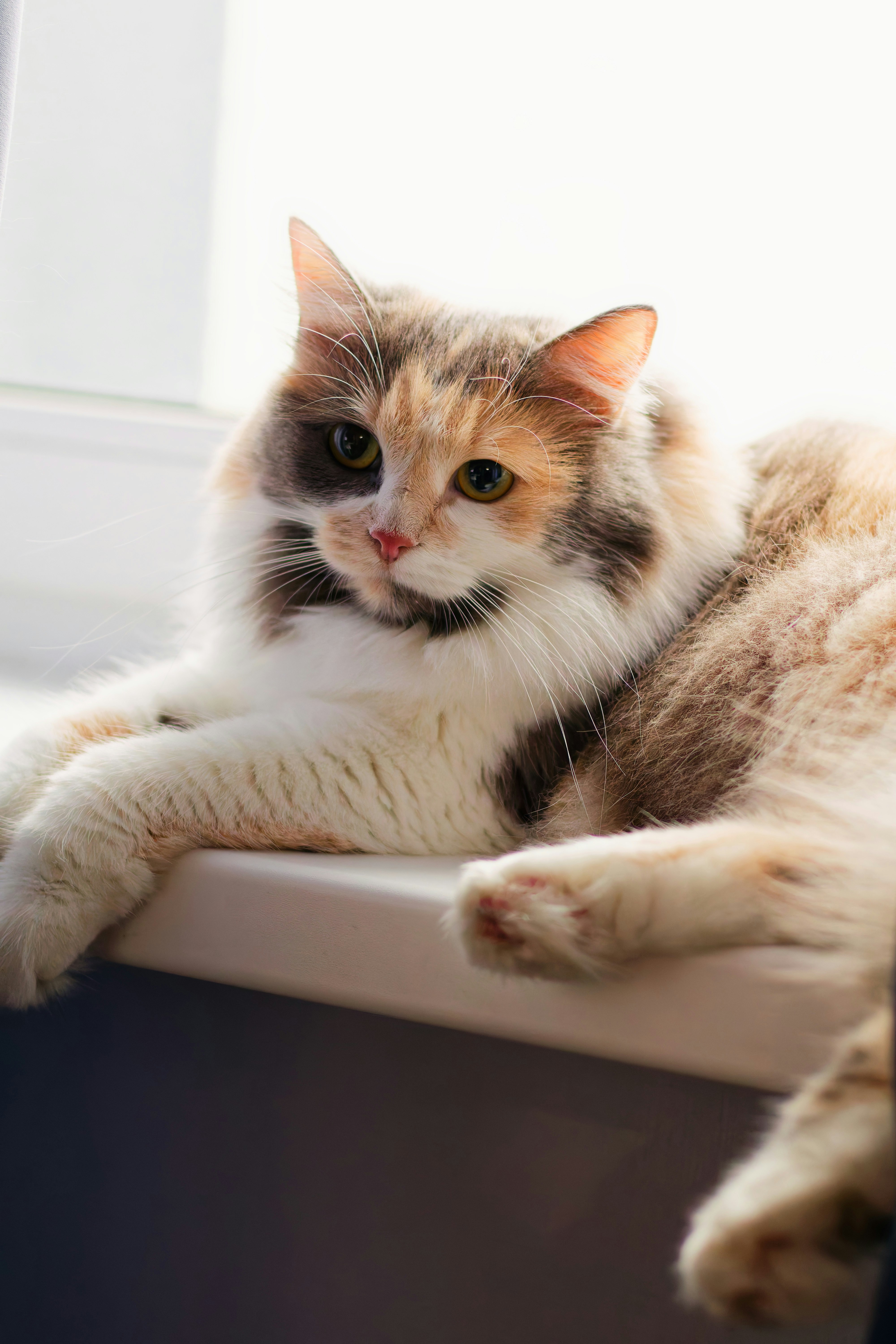 Sunlit Calico Portrait: The Cat Relaxing by the Window