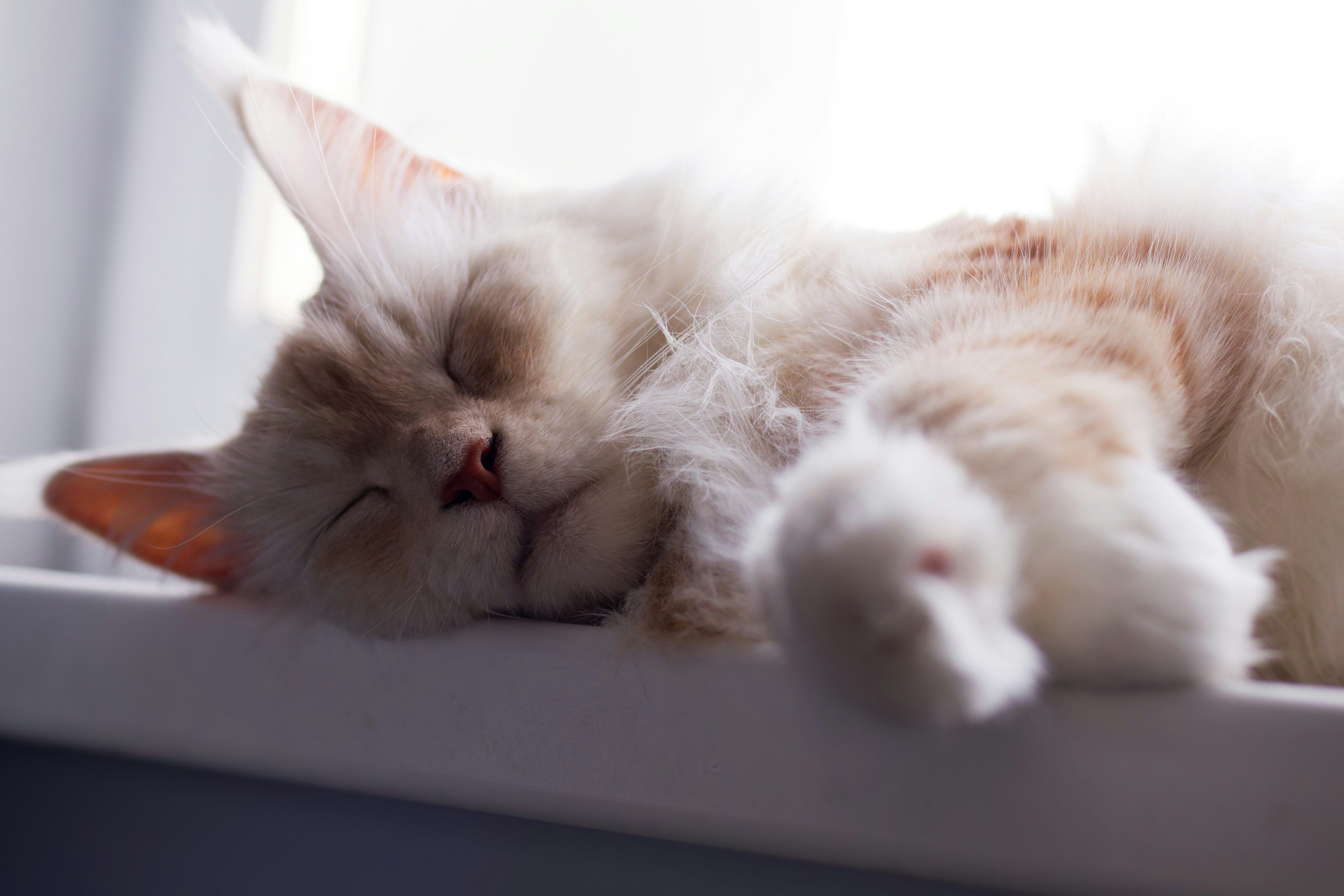 Soft Slumber: Sleepy ginger tabby on sunlit sill