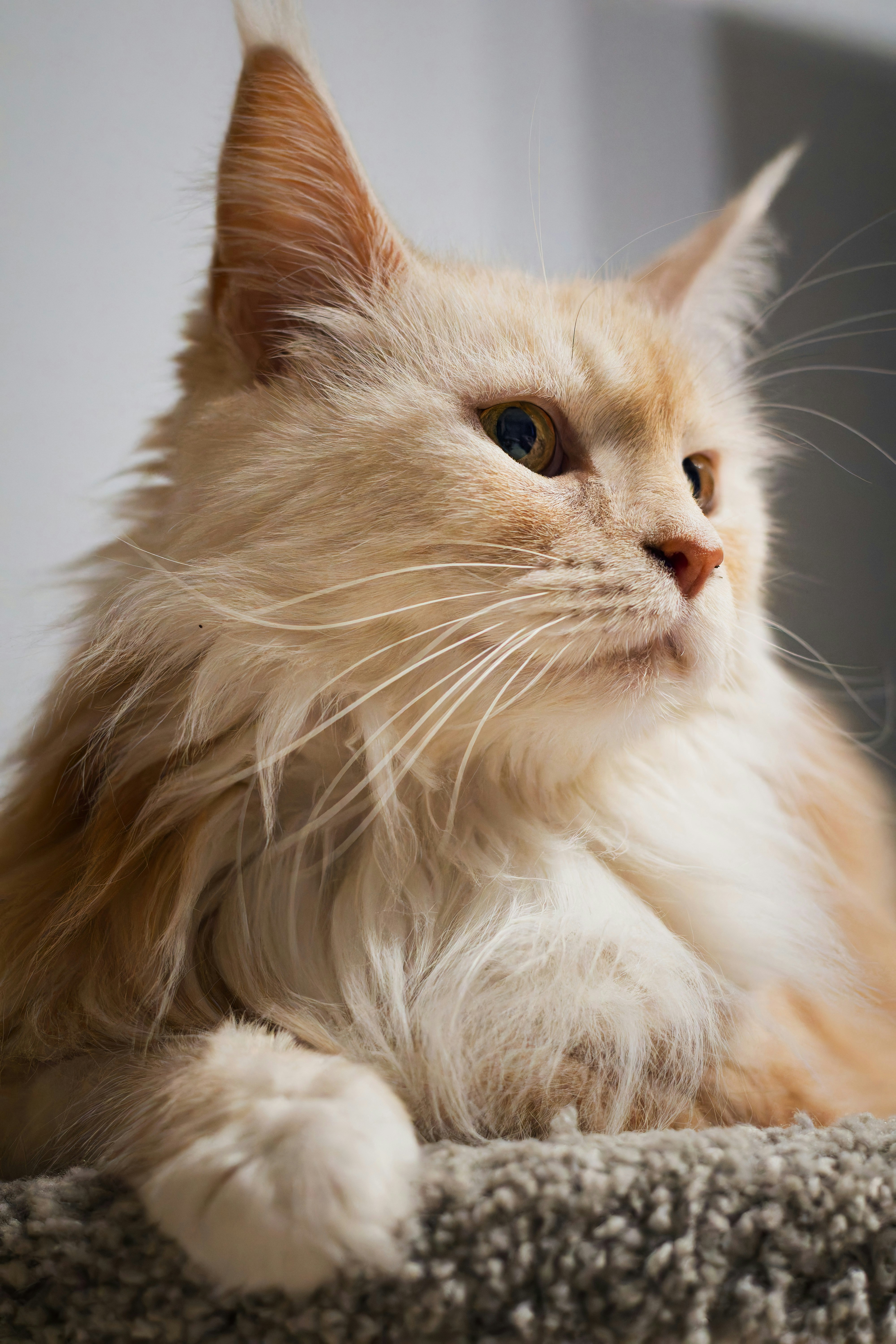 Golden Maine Coon Gaze: Portrait of Quiet Majesty on a Soft Stair