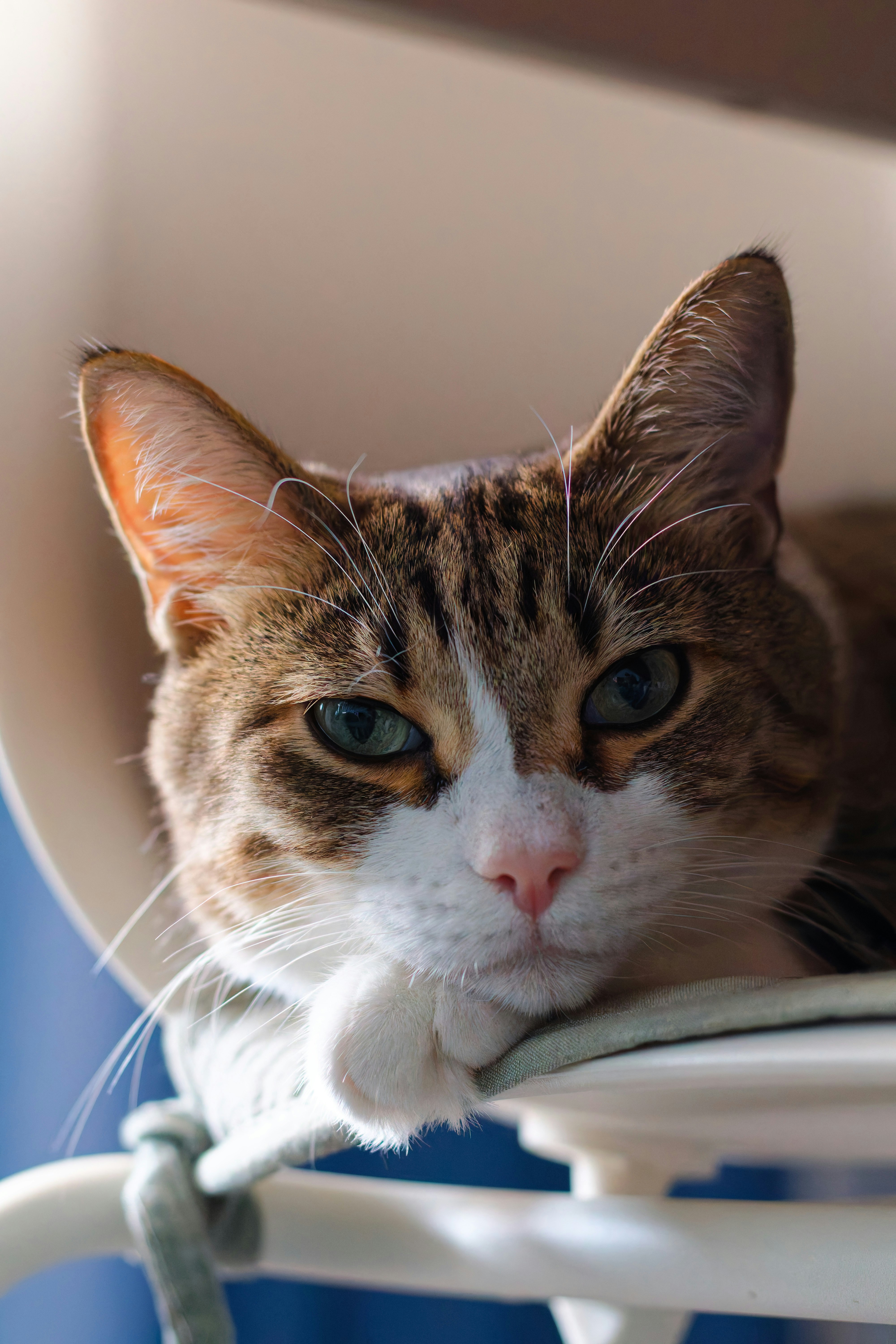 Close-up of a Cat Resting on a Soft Platform