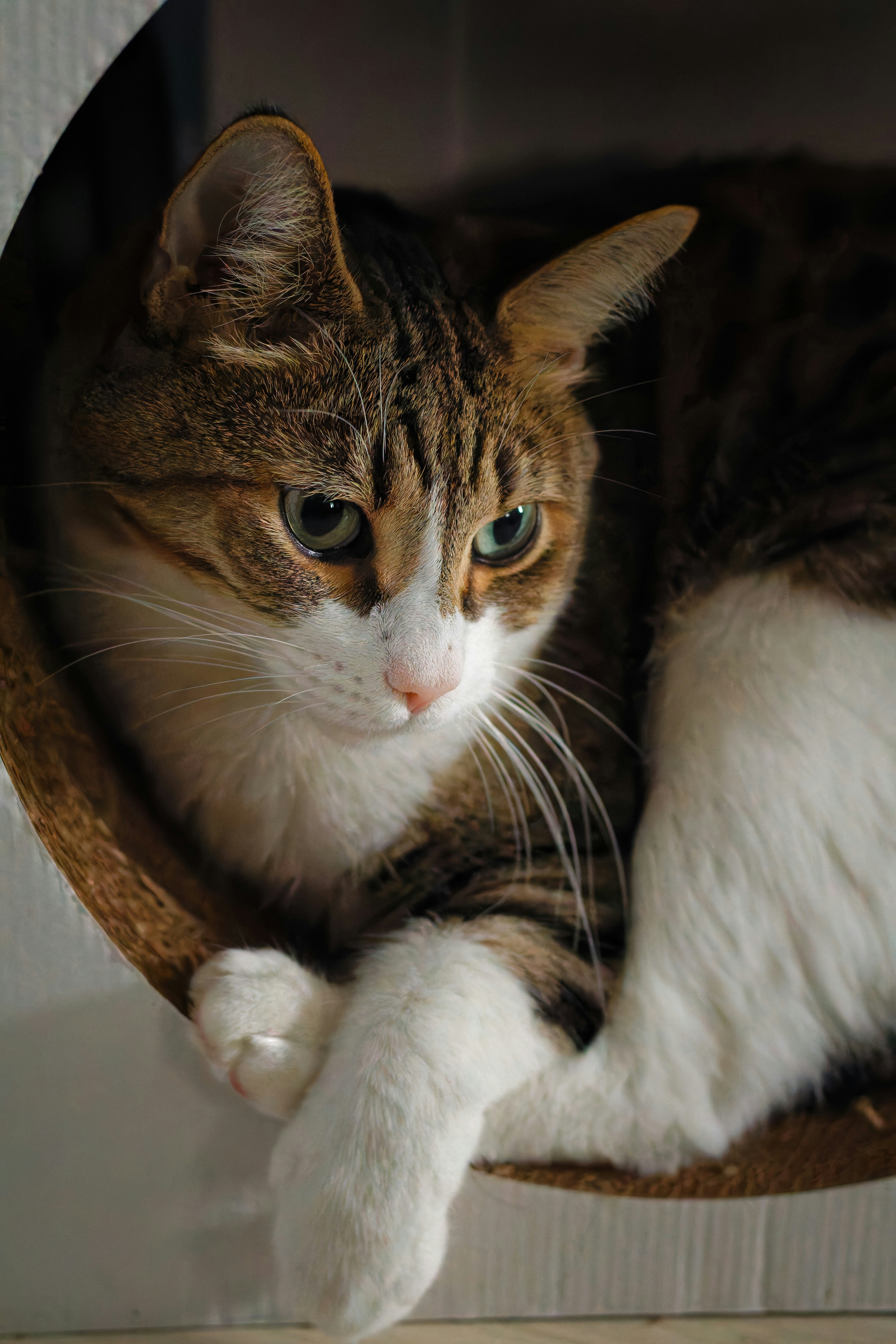 Curled in Cardboard Comfort: A Calm Cat Peeks from a Cozy Nook