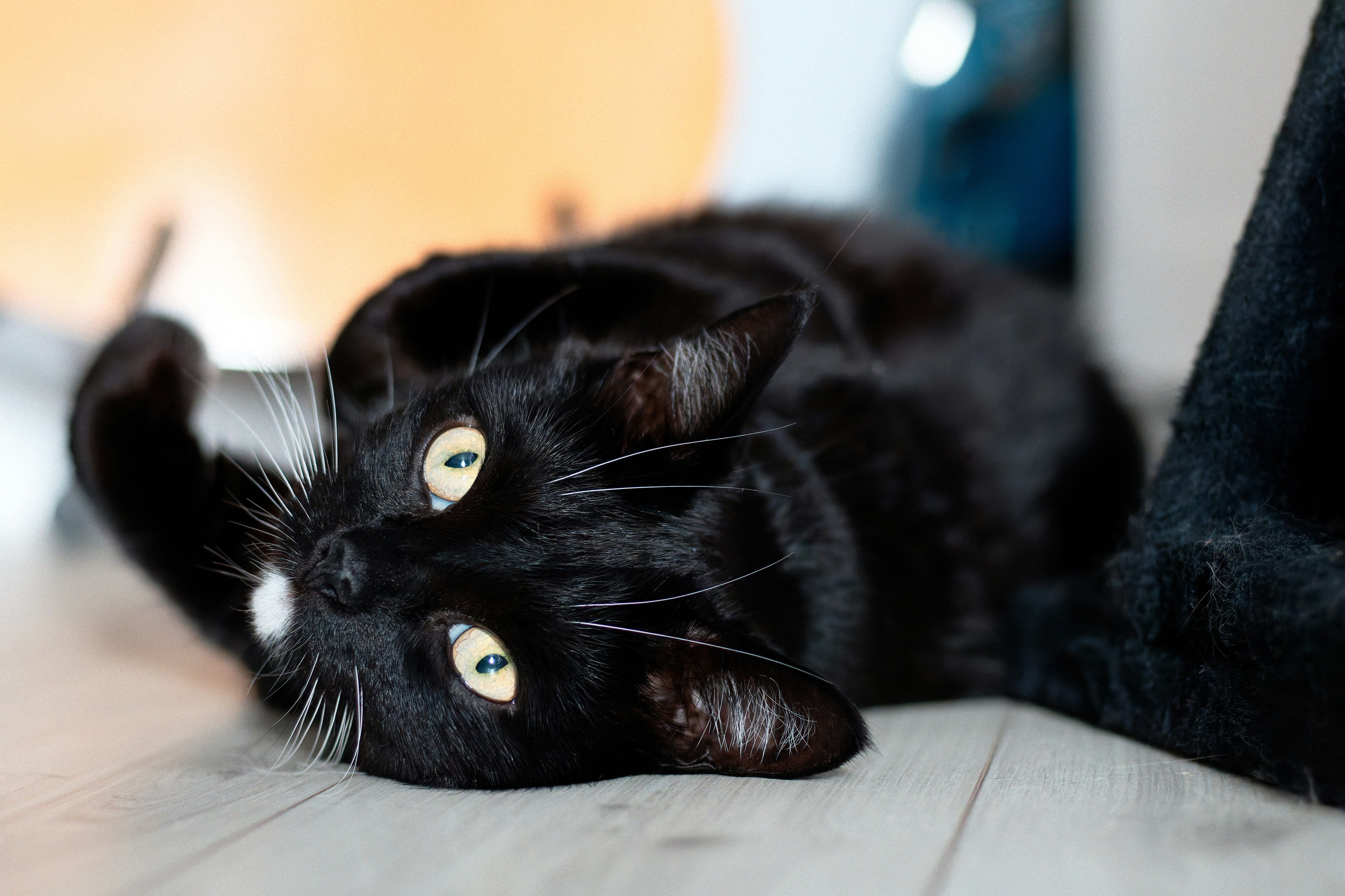 Black Cat, Wide-Eyed in a Quiet Corner