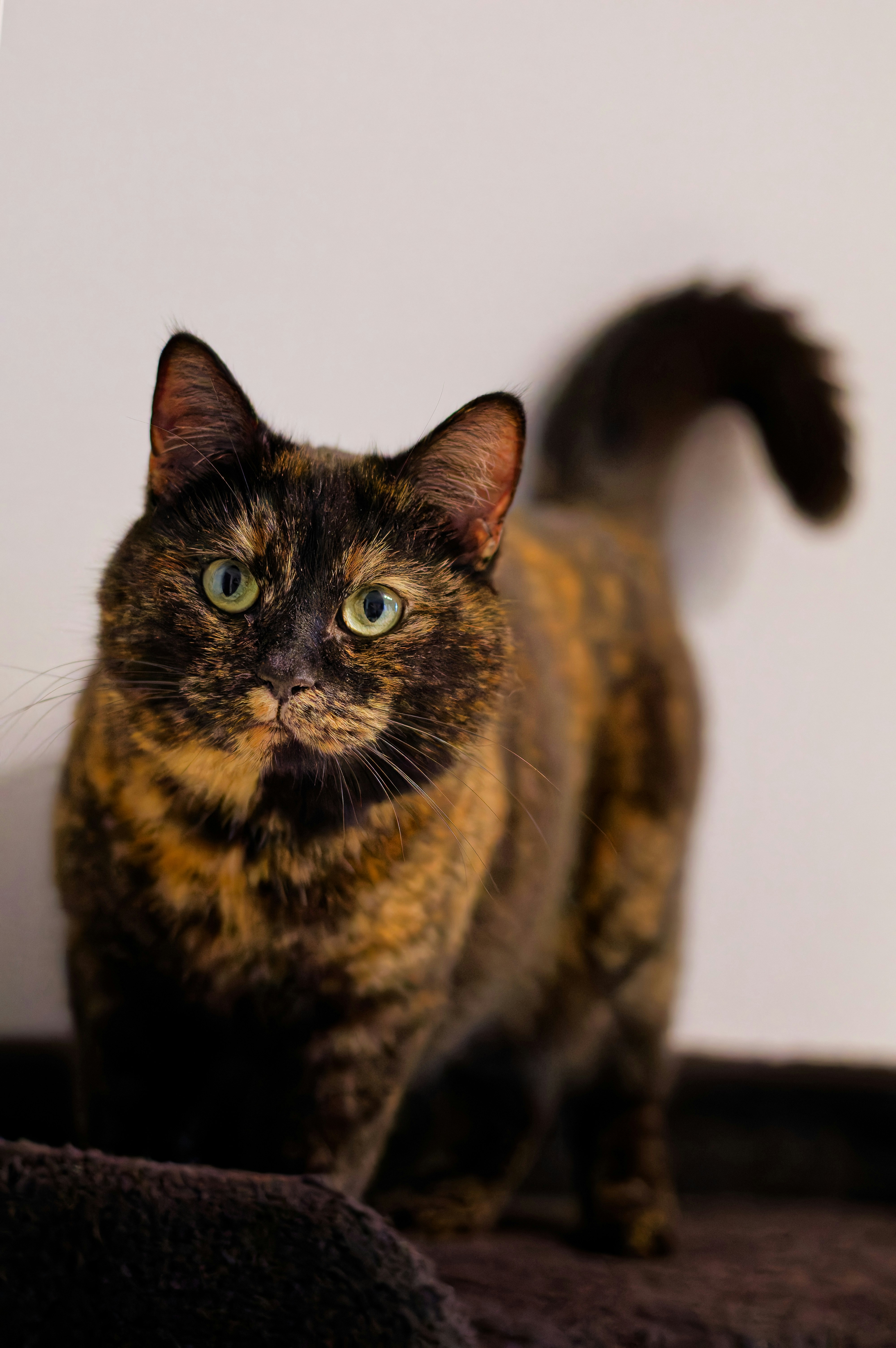 Calico Curiosity: A Cat Pausing in the Spotlight