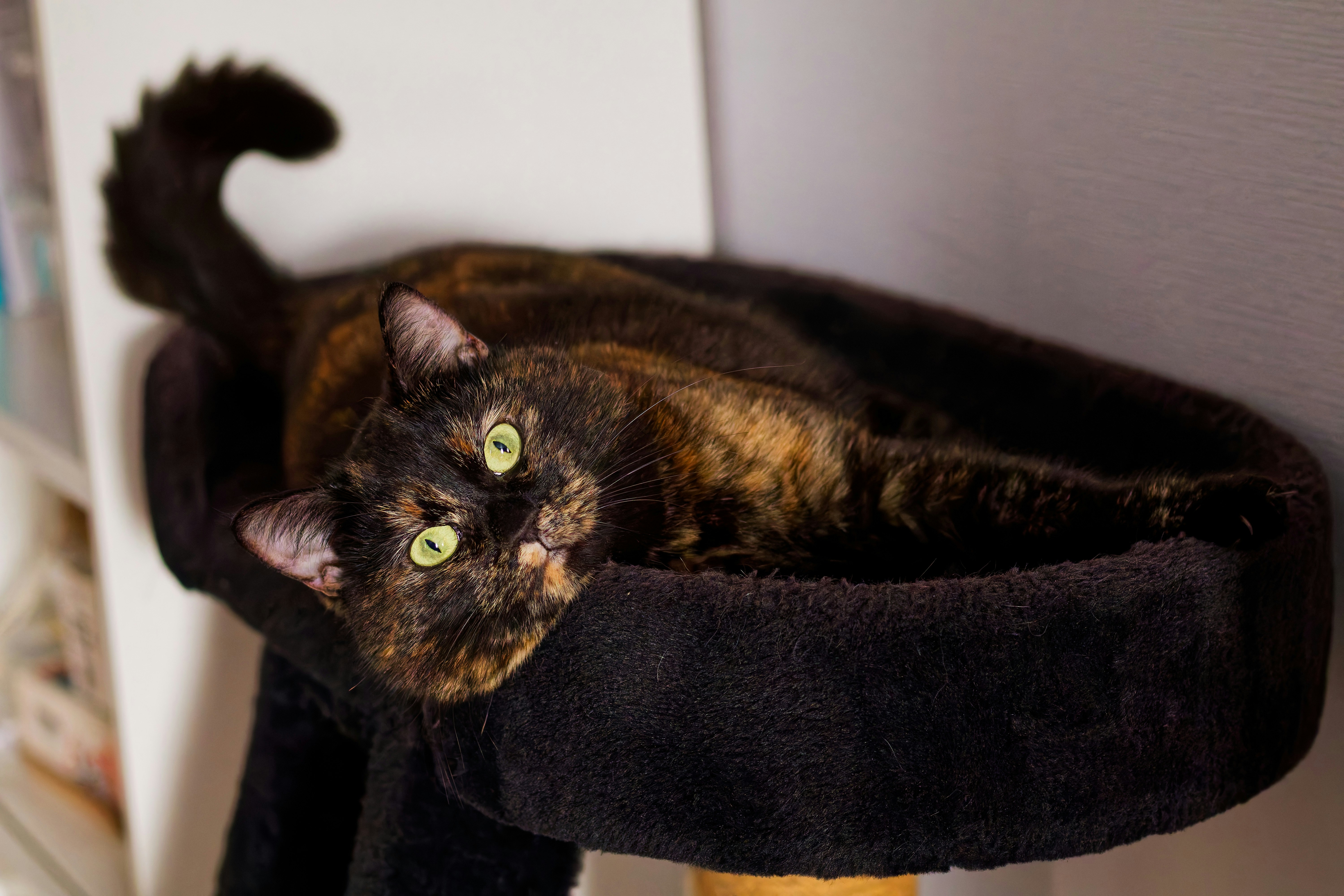 Curled Calico Watcher in a Velvet Perch