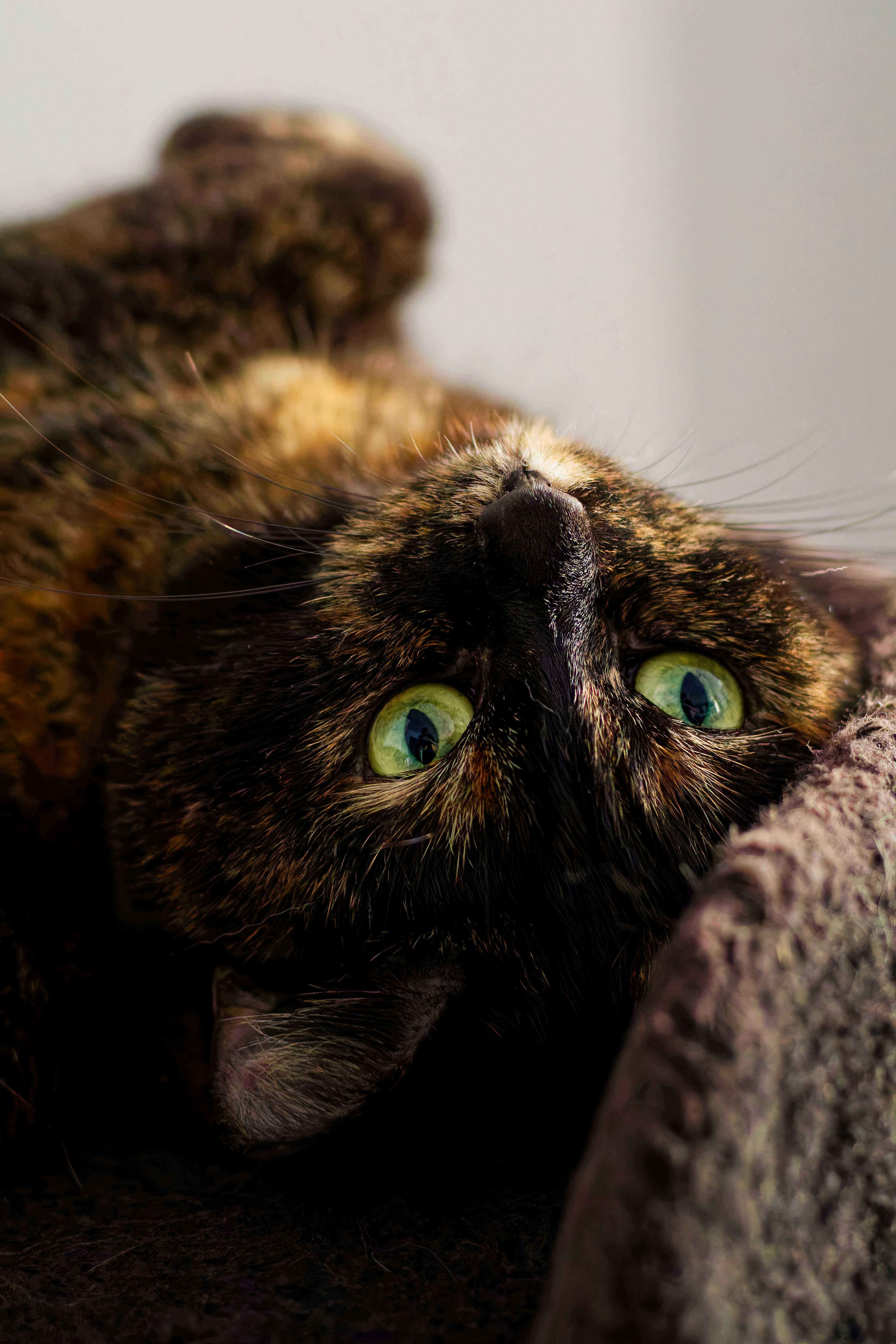 Upside‑Down Whiskered Gazer: A Tortie in Focus