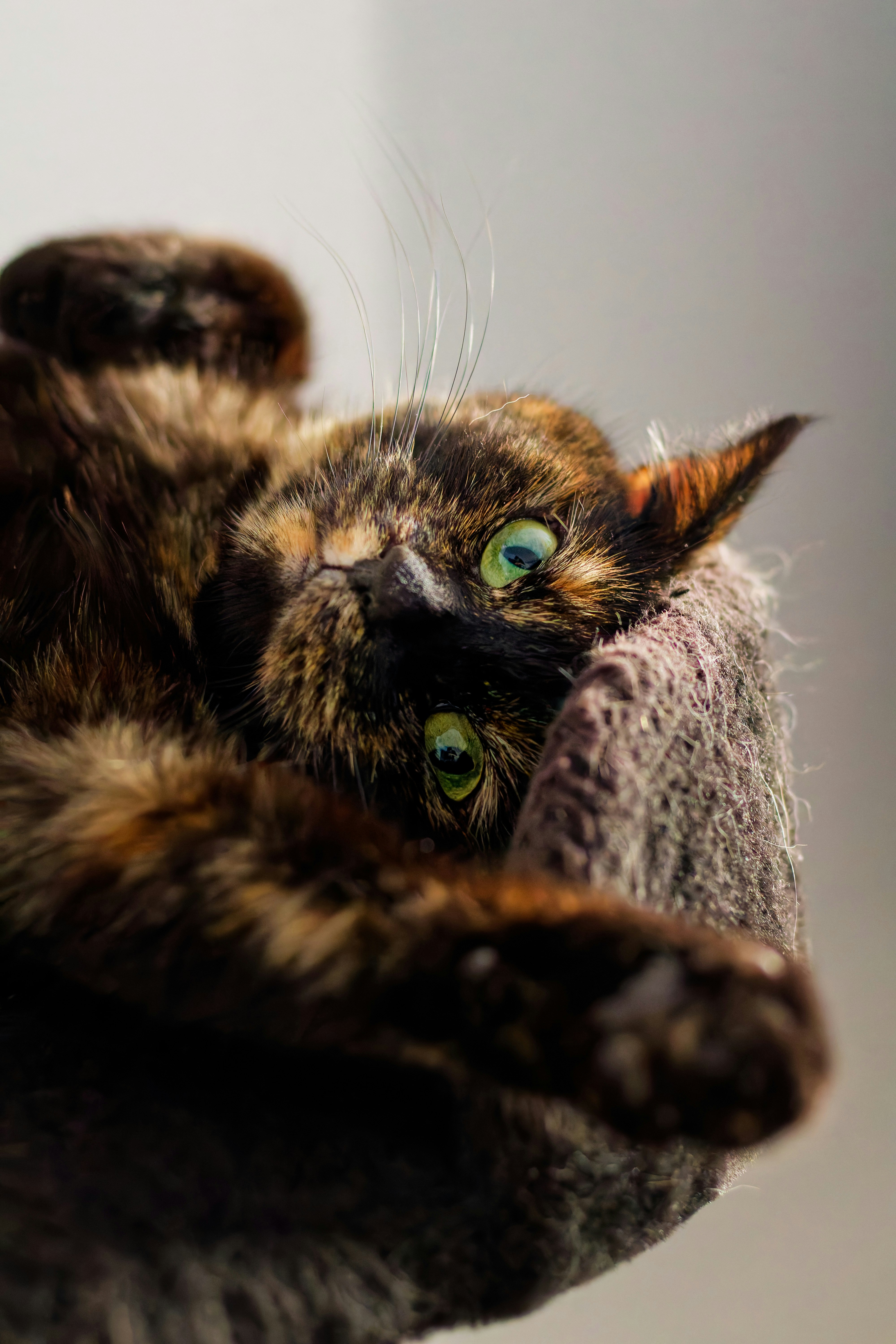 Curled Whiskers: Green Gaze in a Cozy Corner