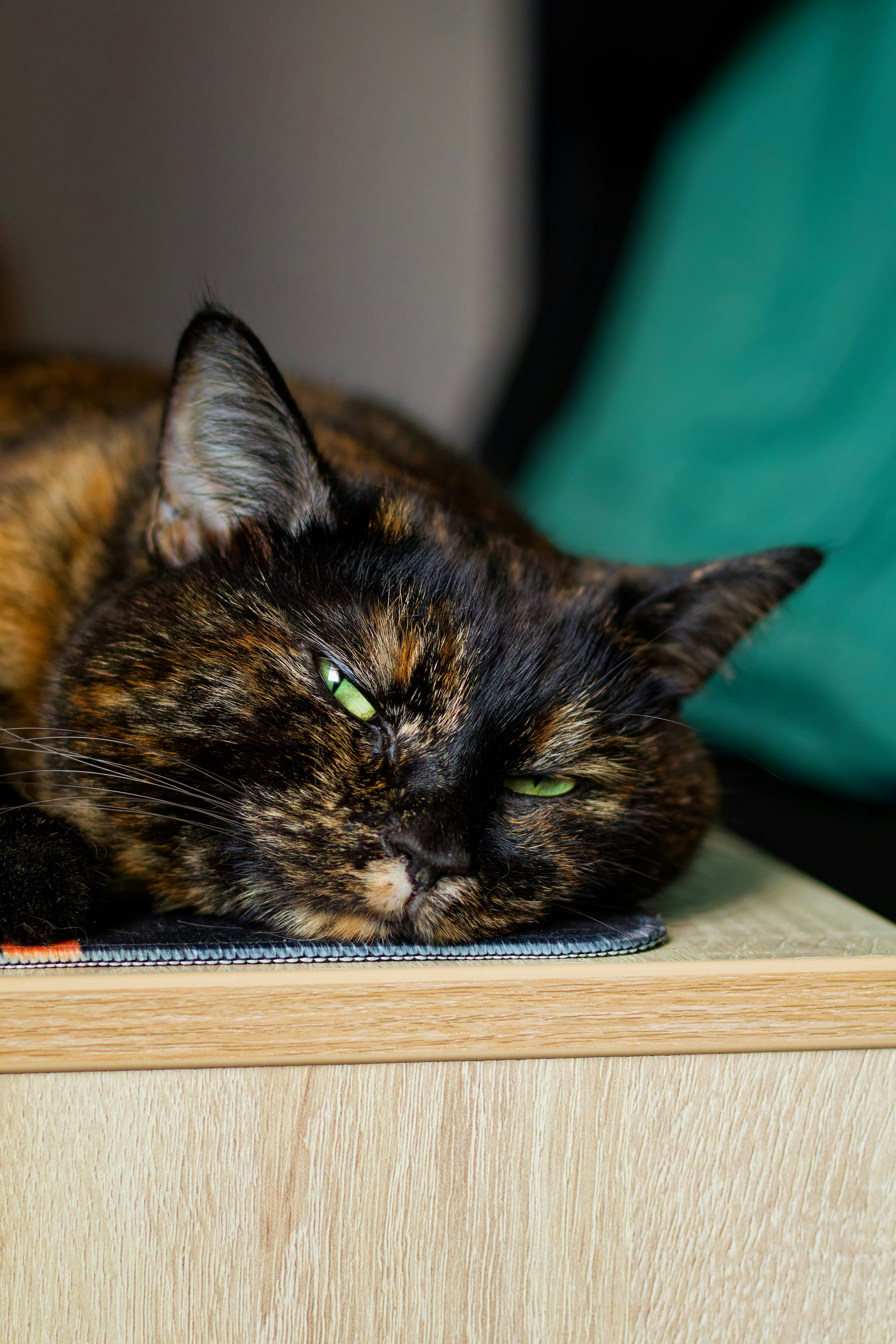 Close-up of a Calico Cat Resting on a Desk Edge