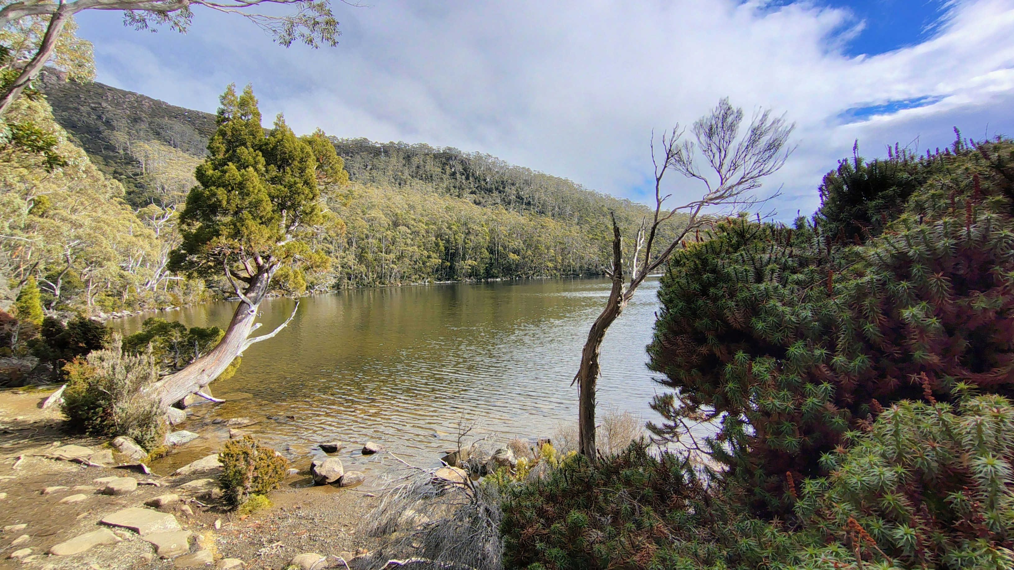 Tranquil Lakeside Gaze Between Wind-Sculpted Trees