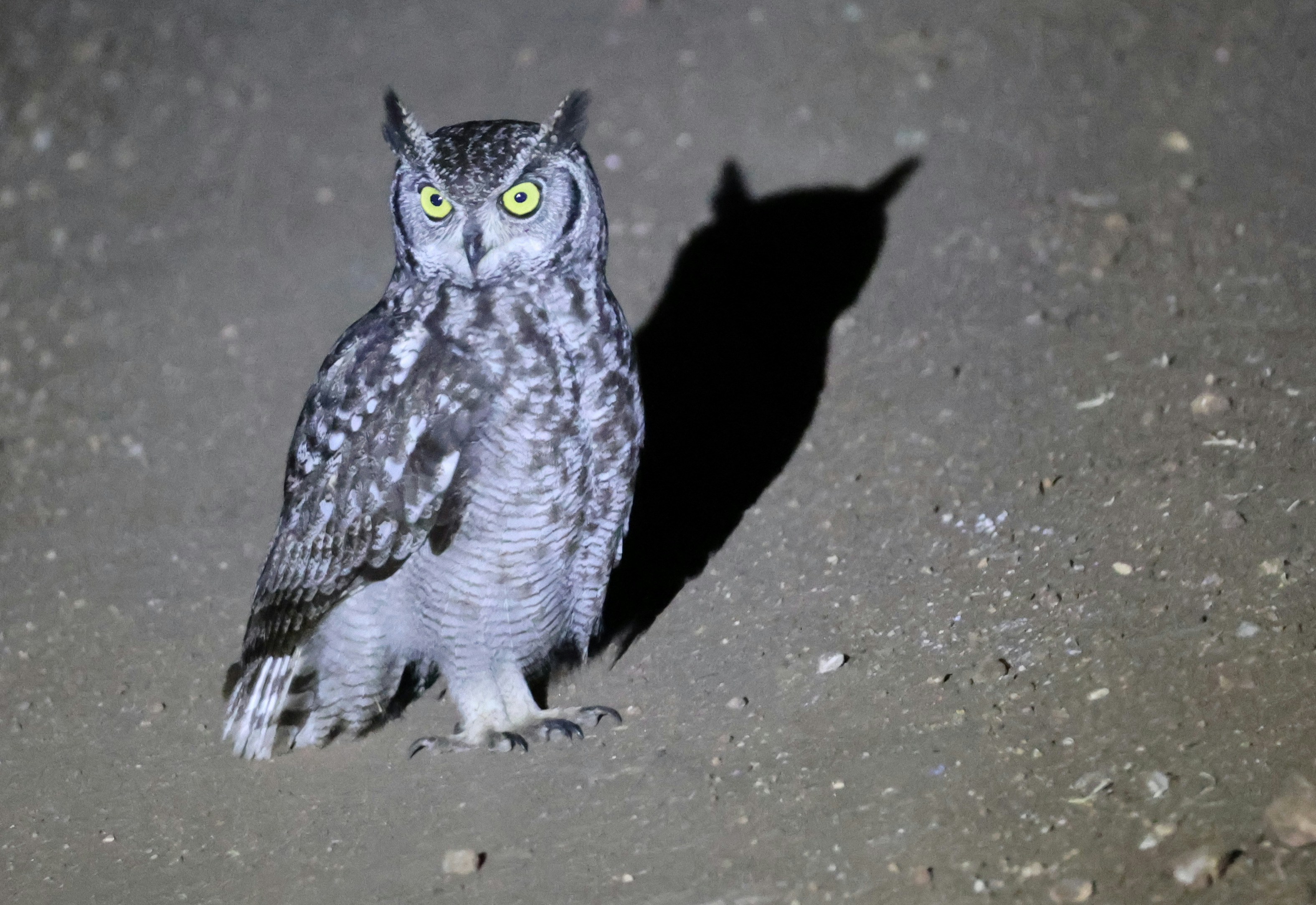 Nocturnal Gaze: Strigiform Spotlight on a Ground-Perched Owl