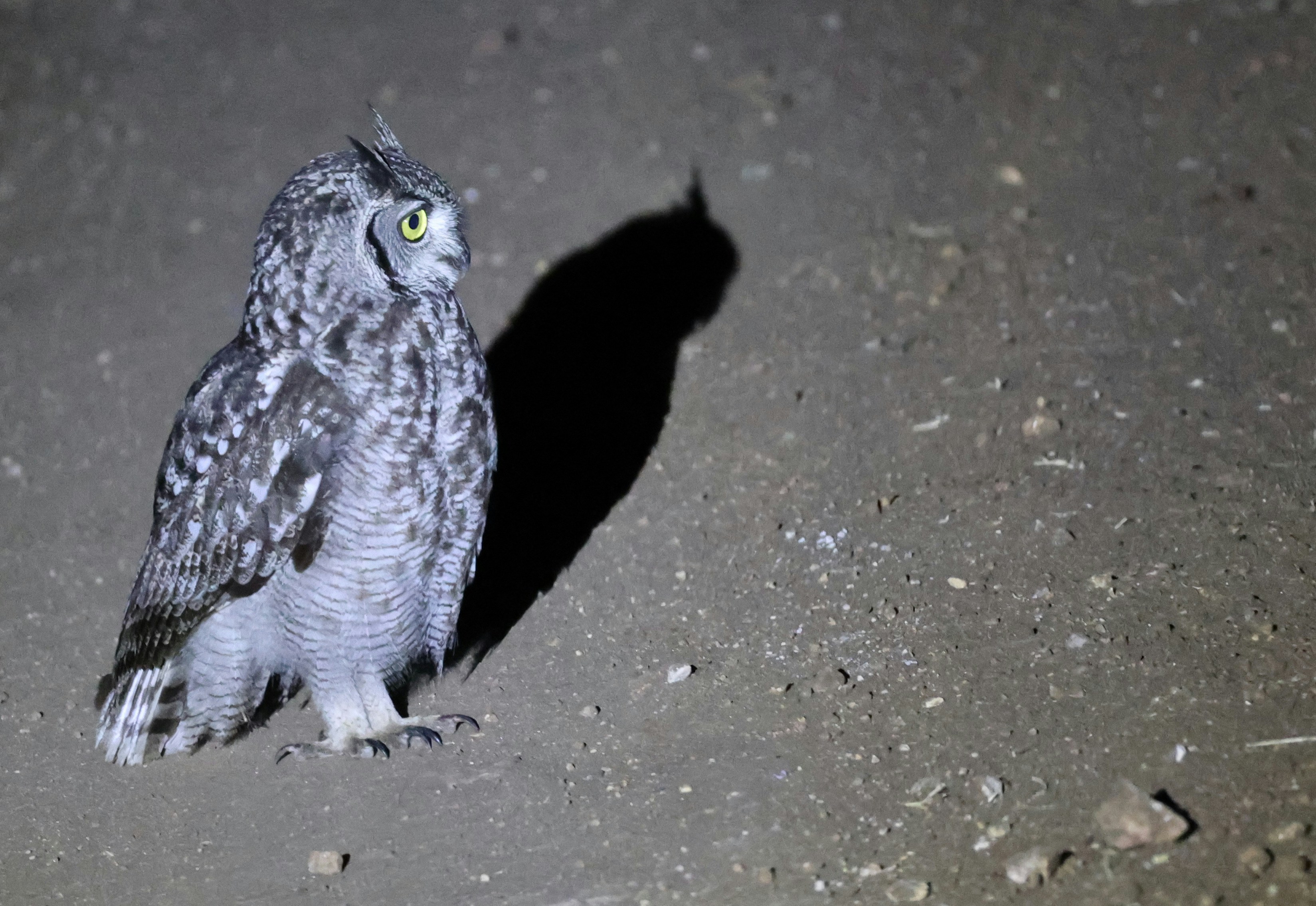 Hawk at dusk: keen gaze on a starlit gravel