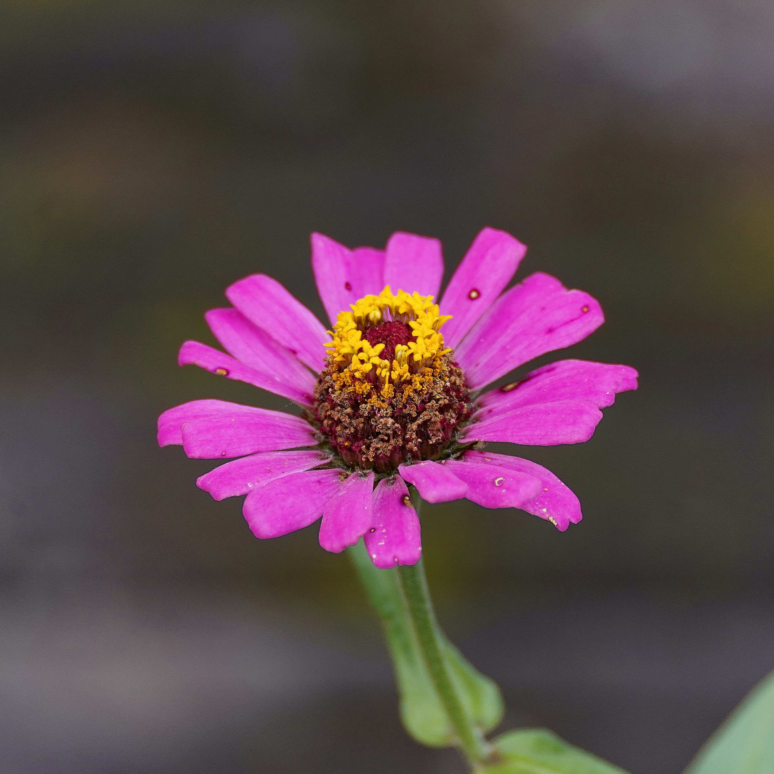 Single Pink Zinnia Reaching Toward Light