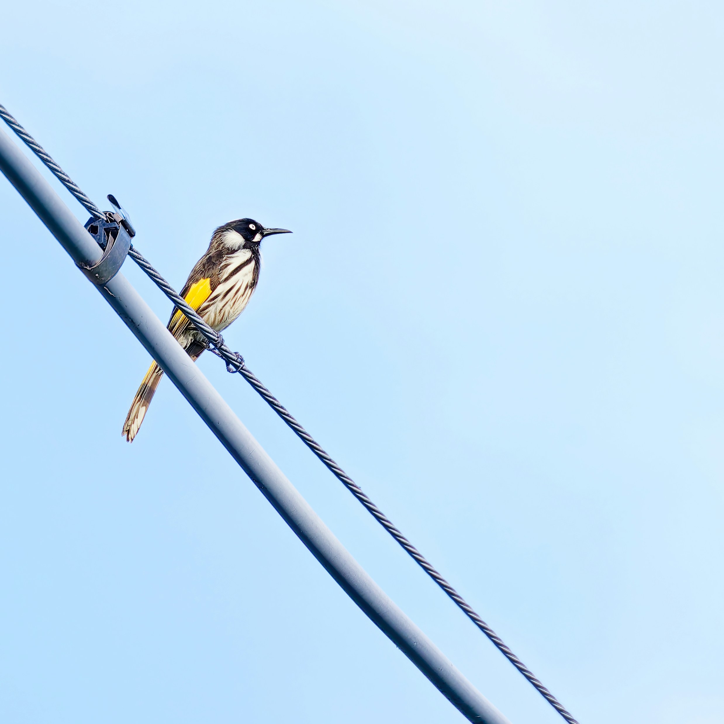 On a Silvery Wire: A Small Songbird Perched Against a Clear Sky