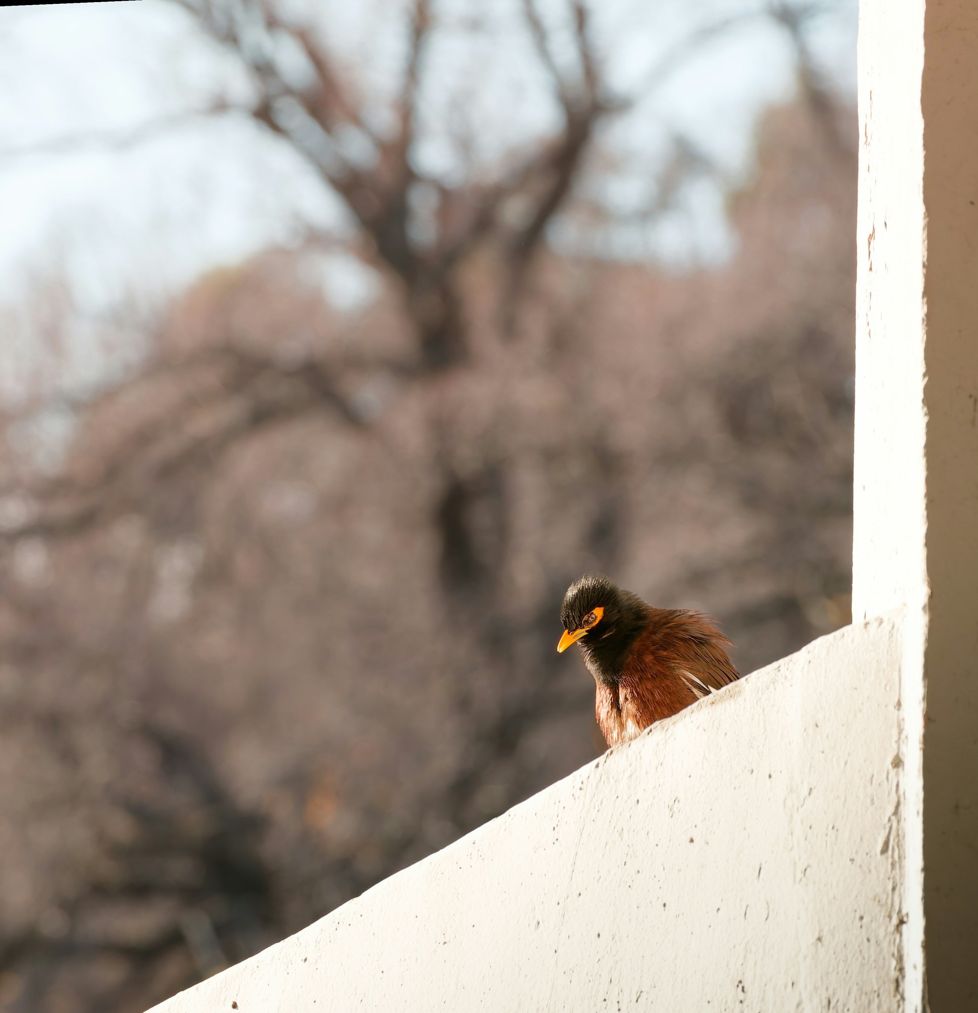 Partial Ledger: A Moorhen-like Bird Perches on a White Barrier