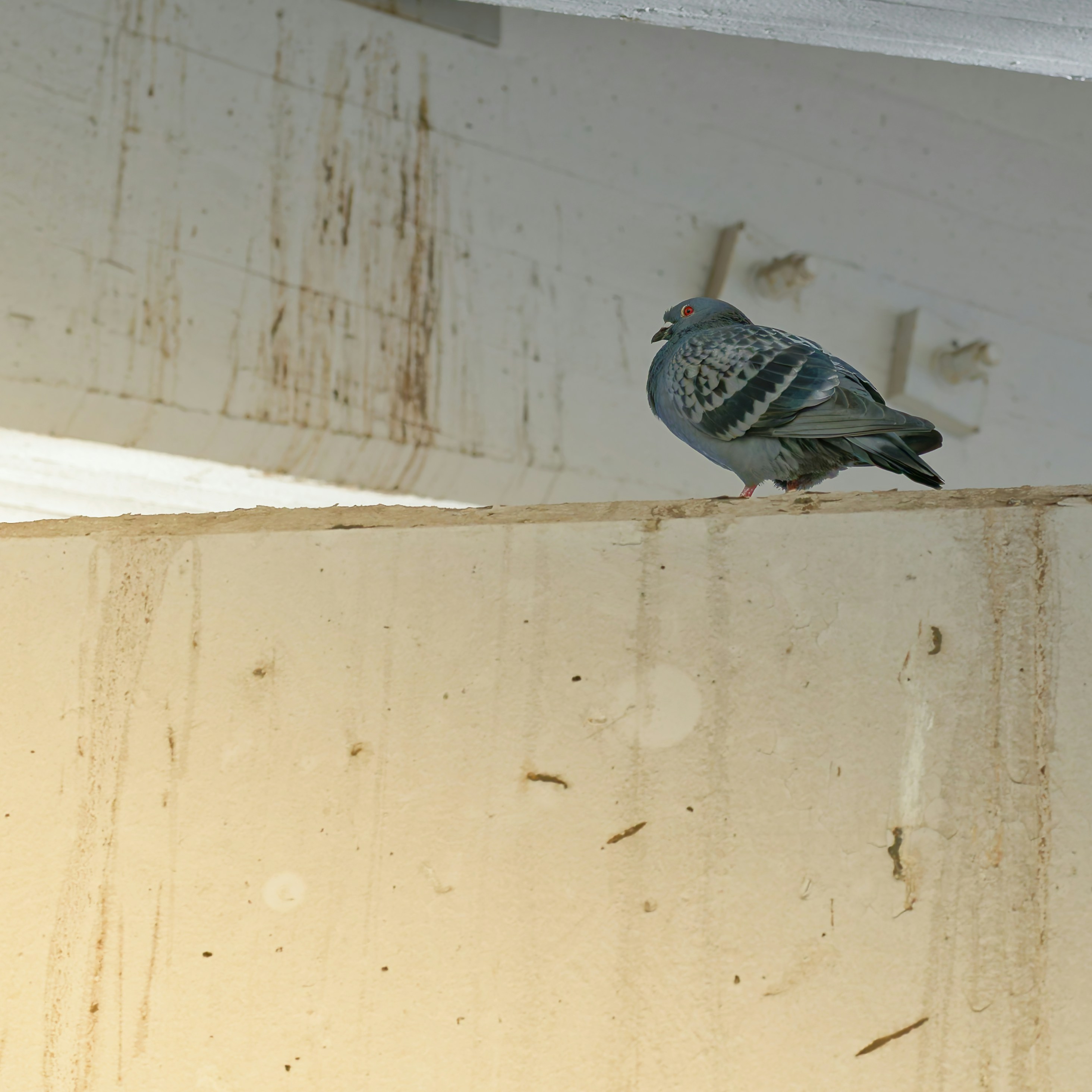 Rook on a Sunlit Concrete Ledge