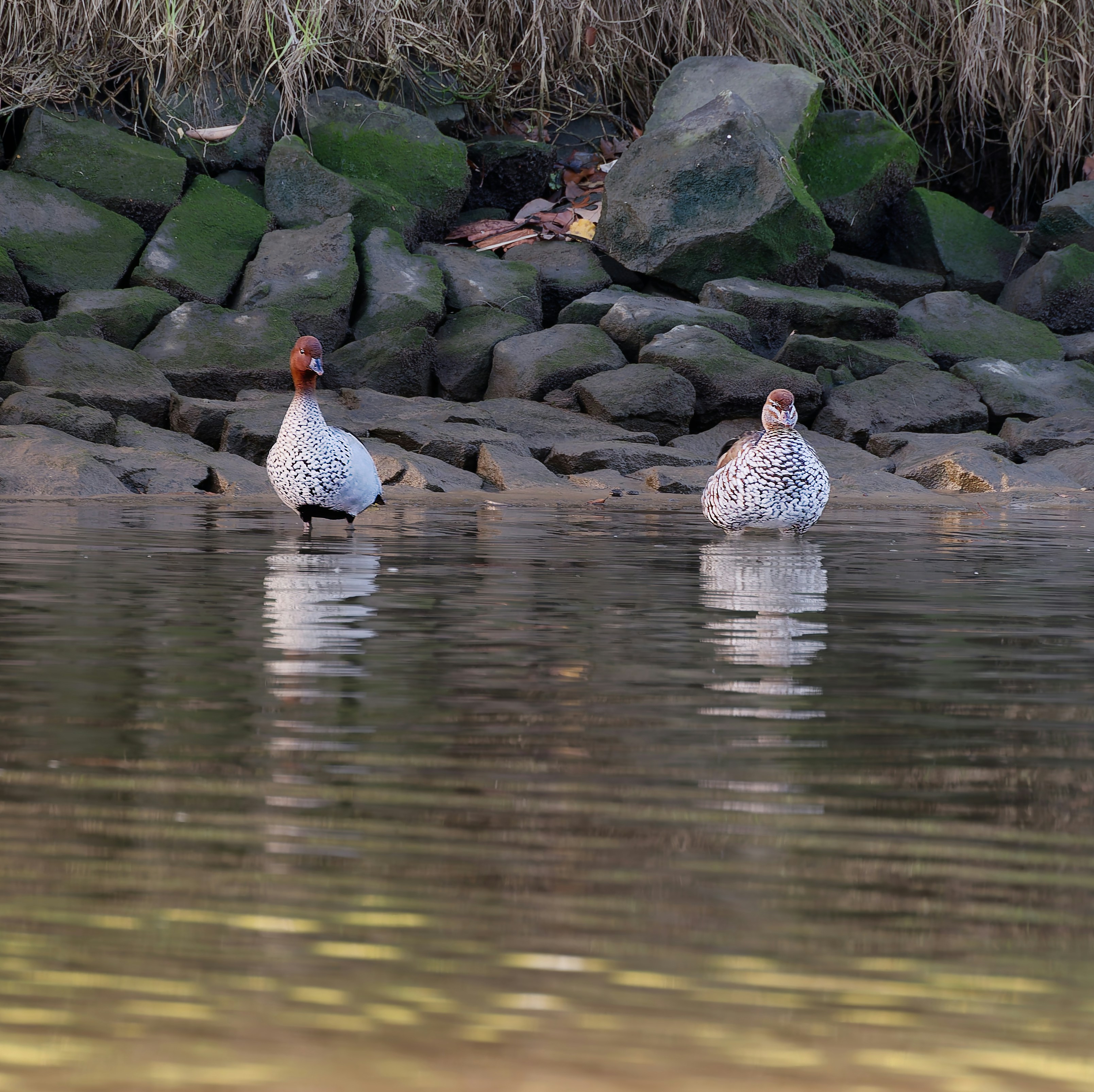 Dual Duck Standoff at the Water’s Edge
