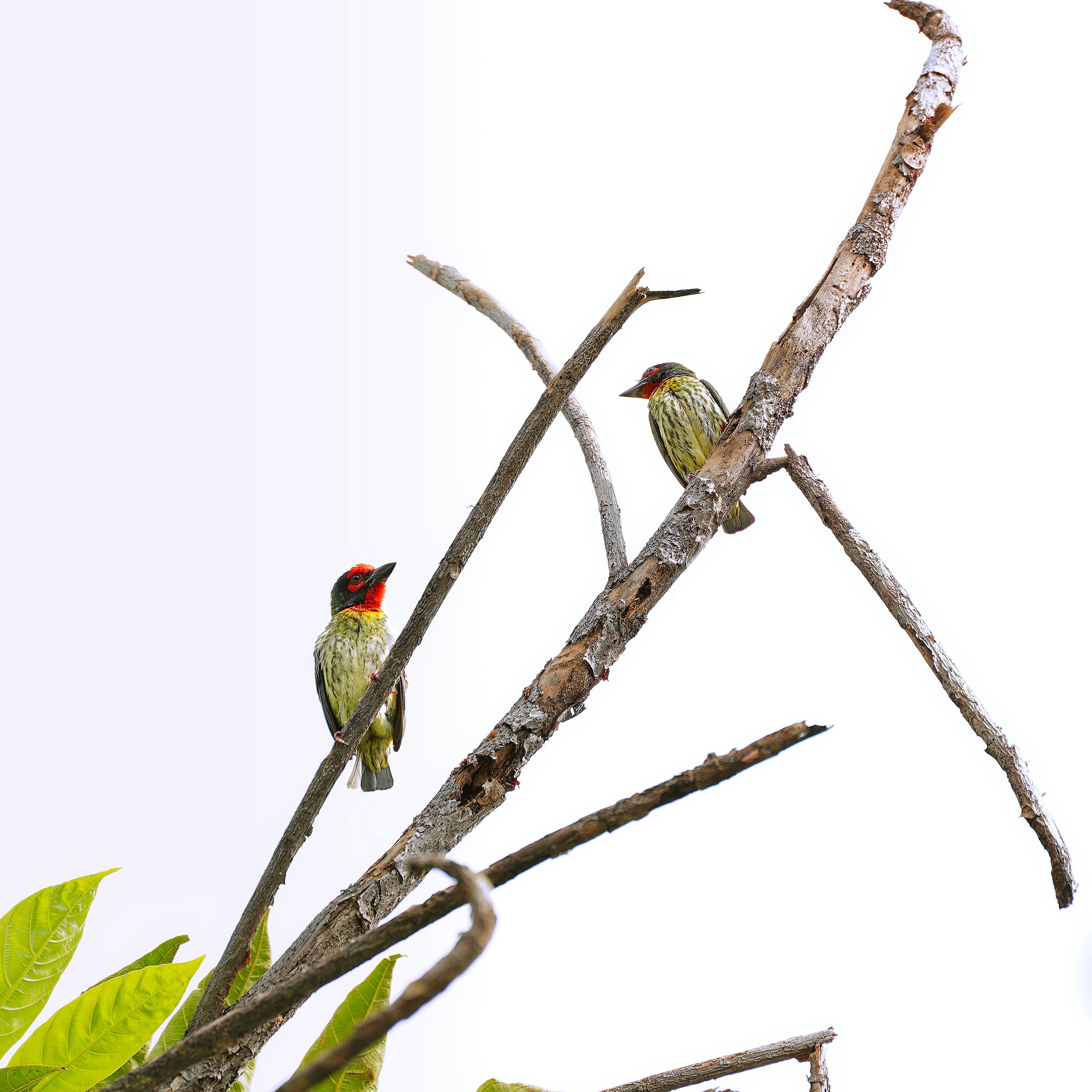 Crossed branches cradle two Band-tailed Redisles: a perched duet