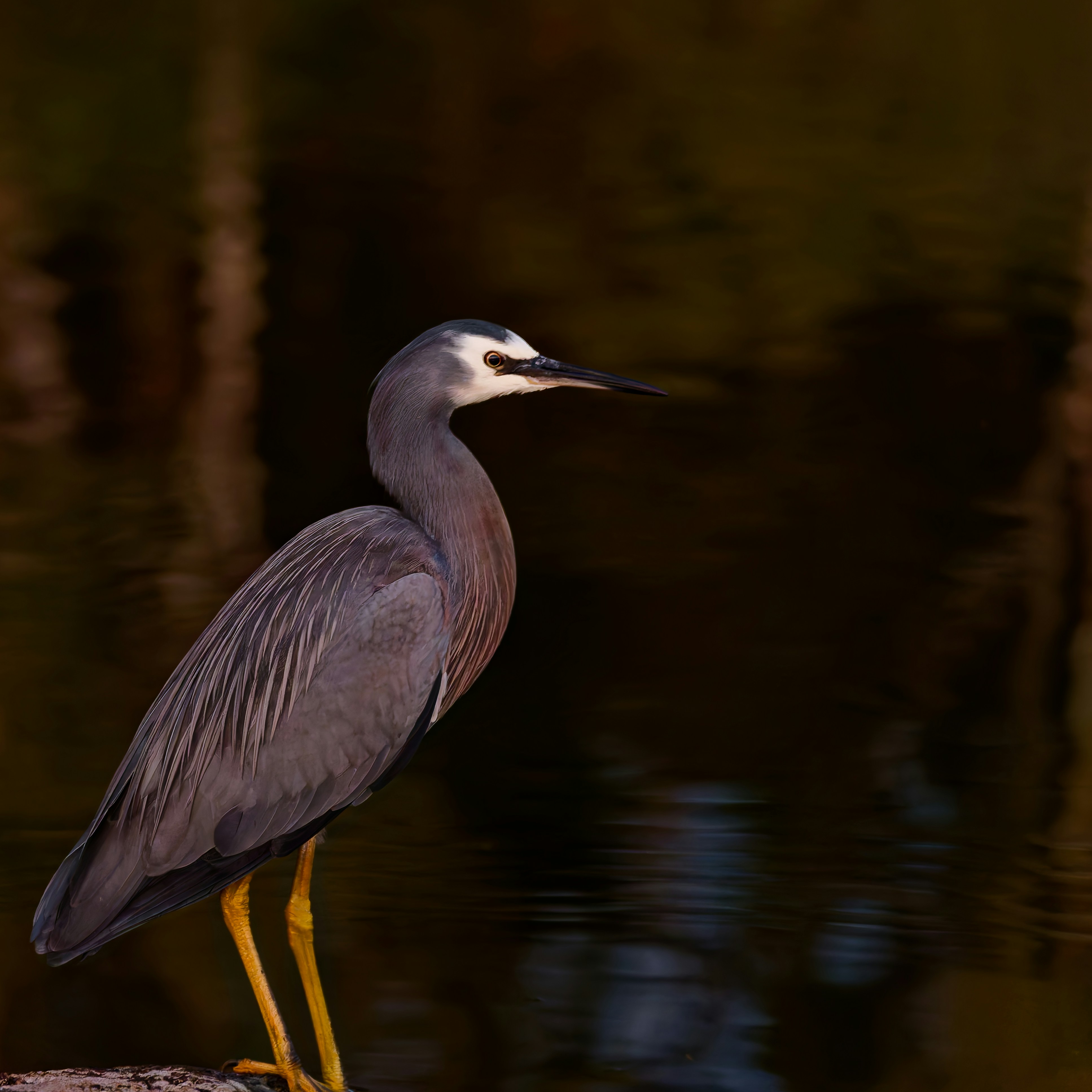 Silent Grey Heron at Dusk over Quiet Water