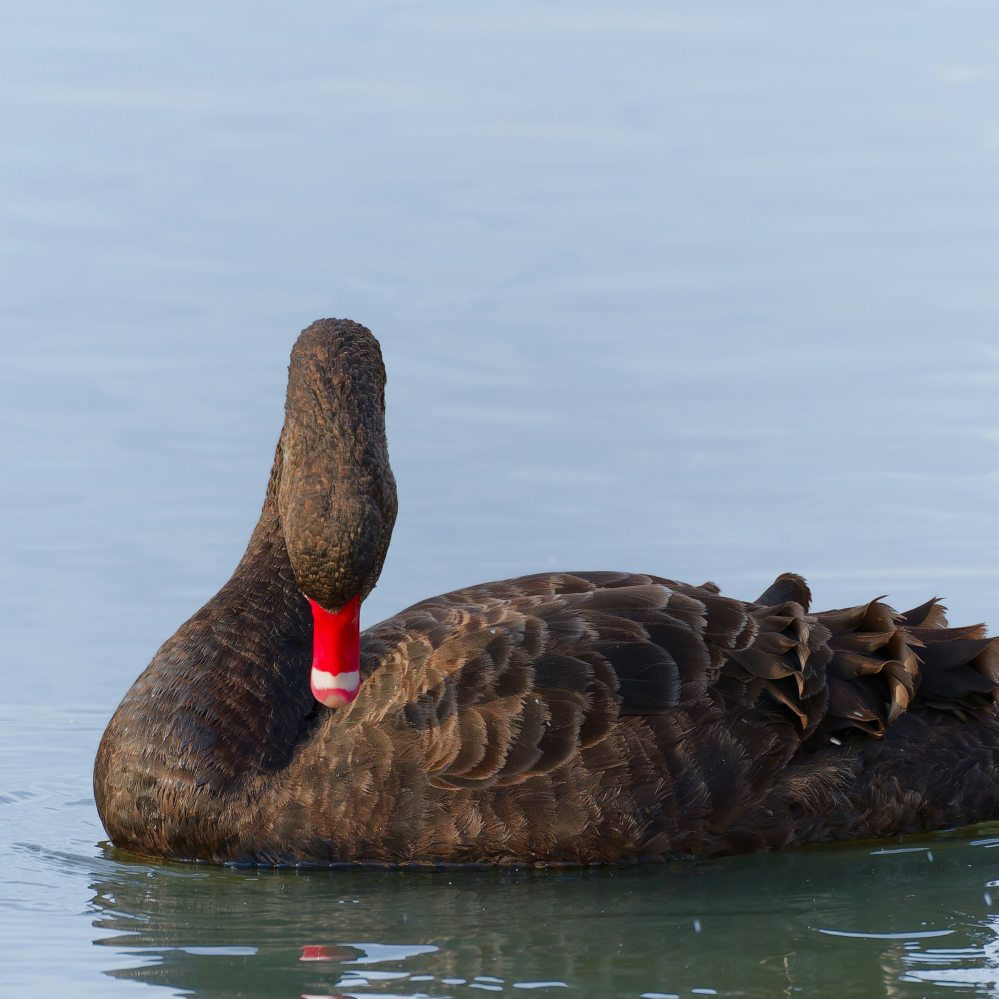 Red-billed Neckline: A Black Swan Basks in Quiet Waters