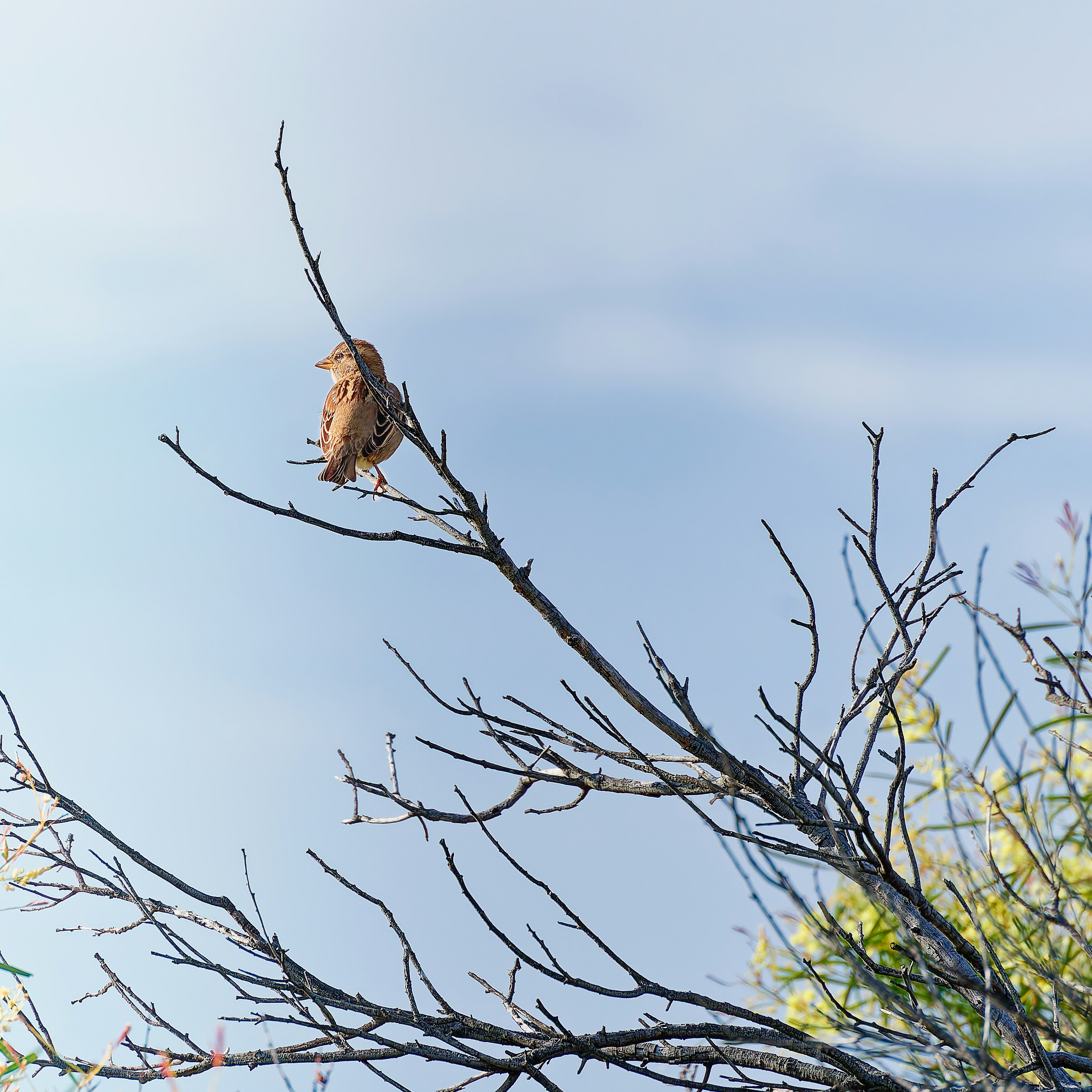 Perched Ember: A Small Bird on a Bare Branch Against a Sky-Blue Backdrop