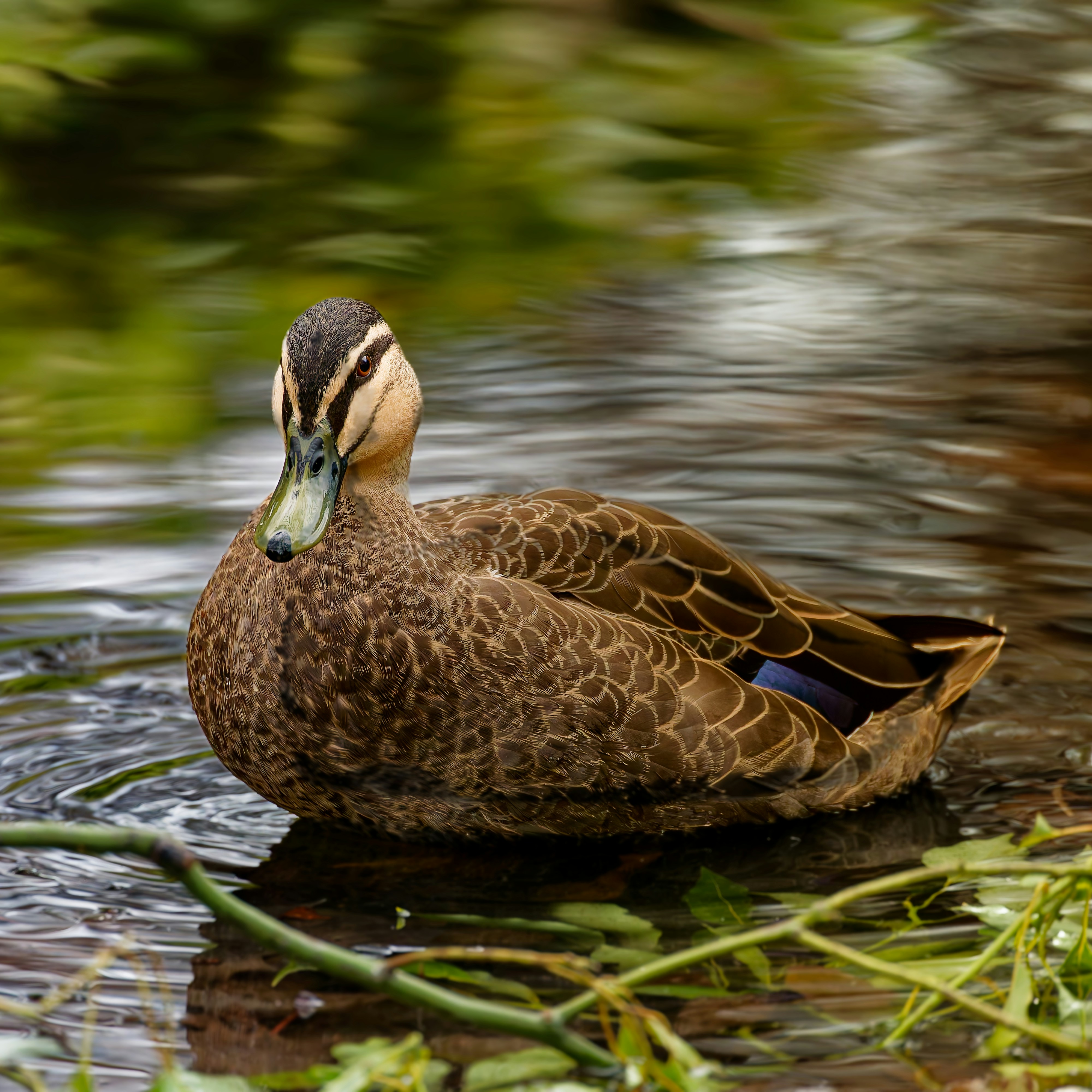 Amber-eyed Mallard Floating Through Dappled Reflection